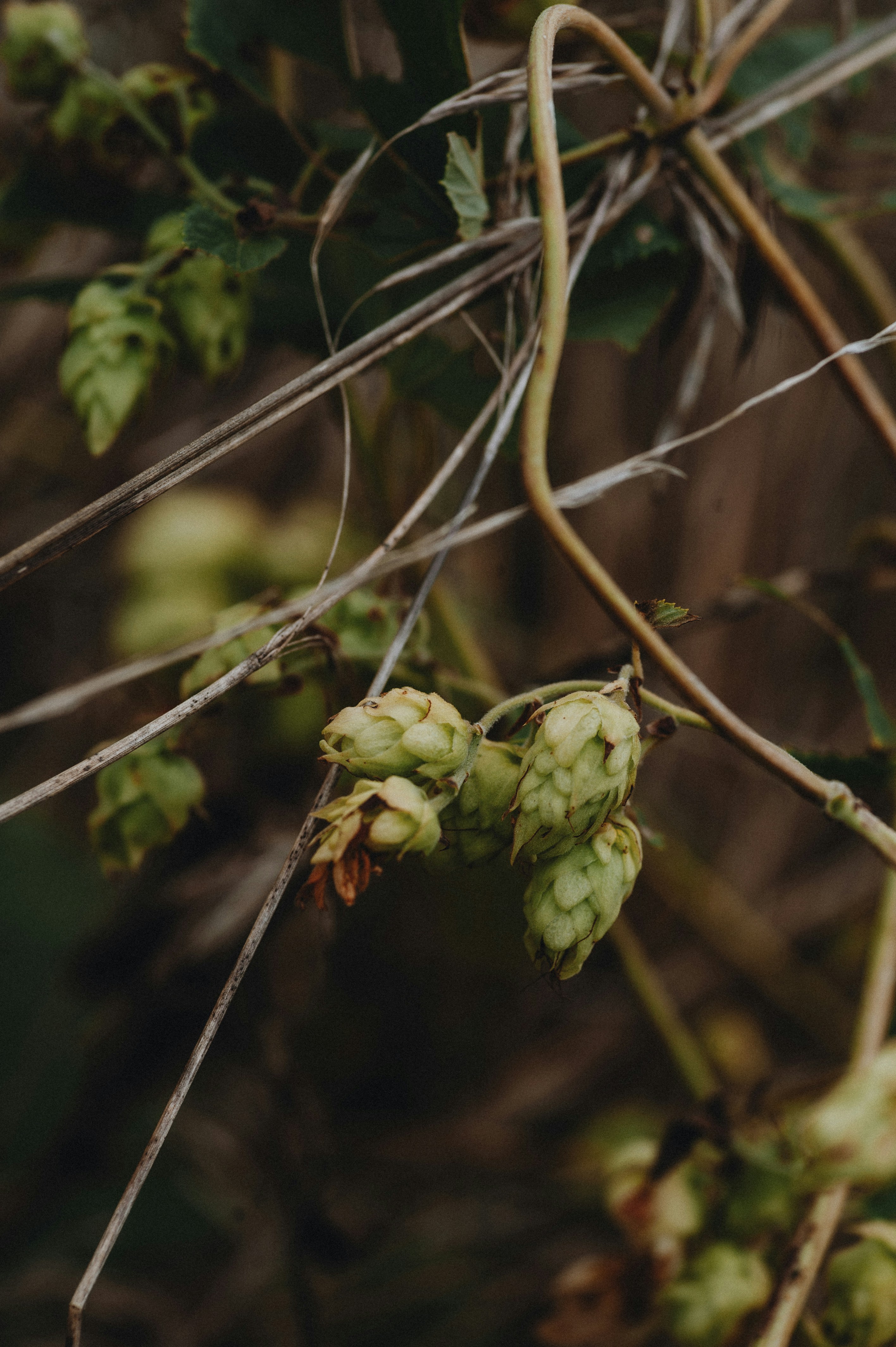 A close up of a bunch of flowers on a tree photo – Free Hops Image on ...