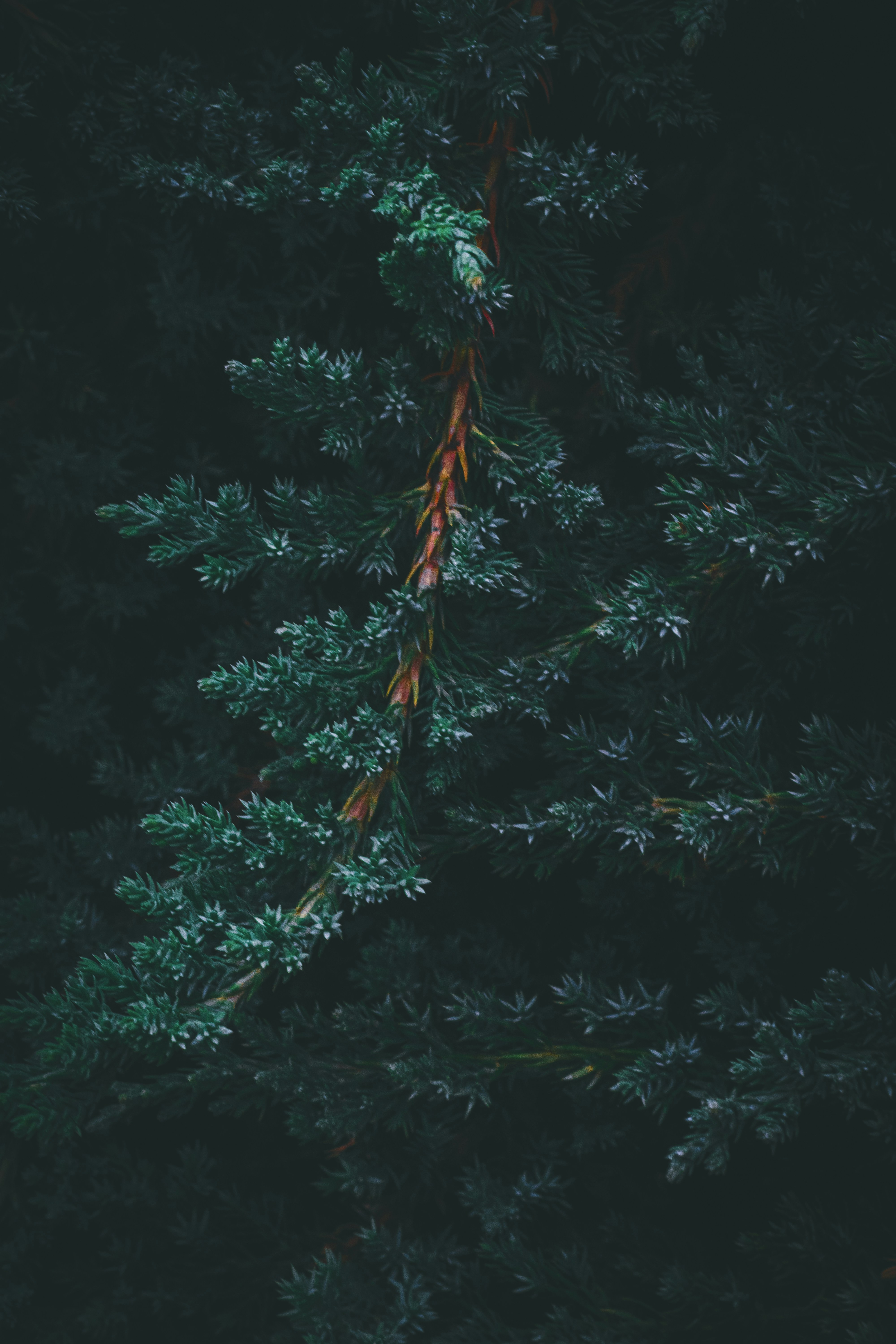 Photo by Seyed Arshia Nezamodiny with Canon EOS 850D