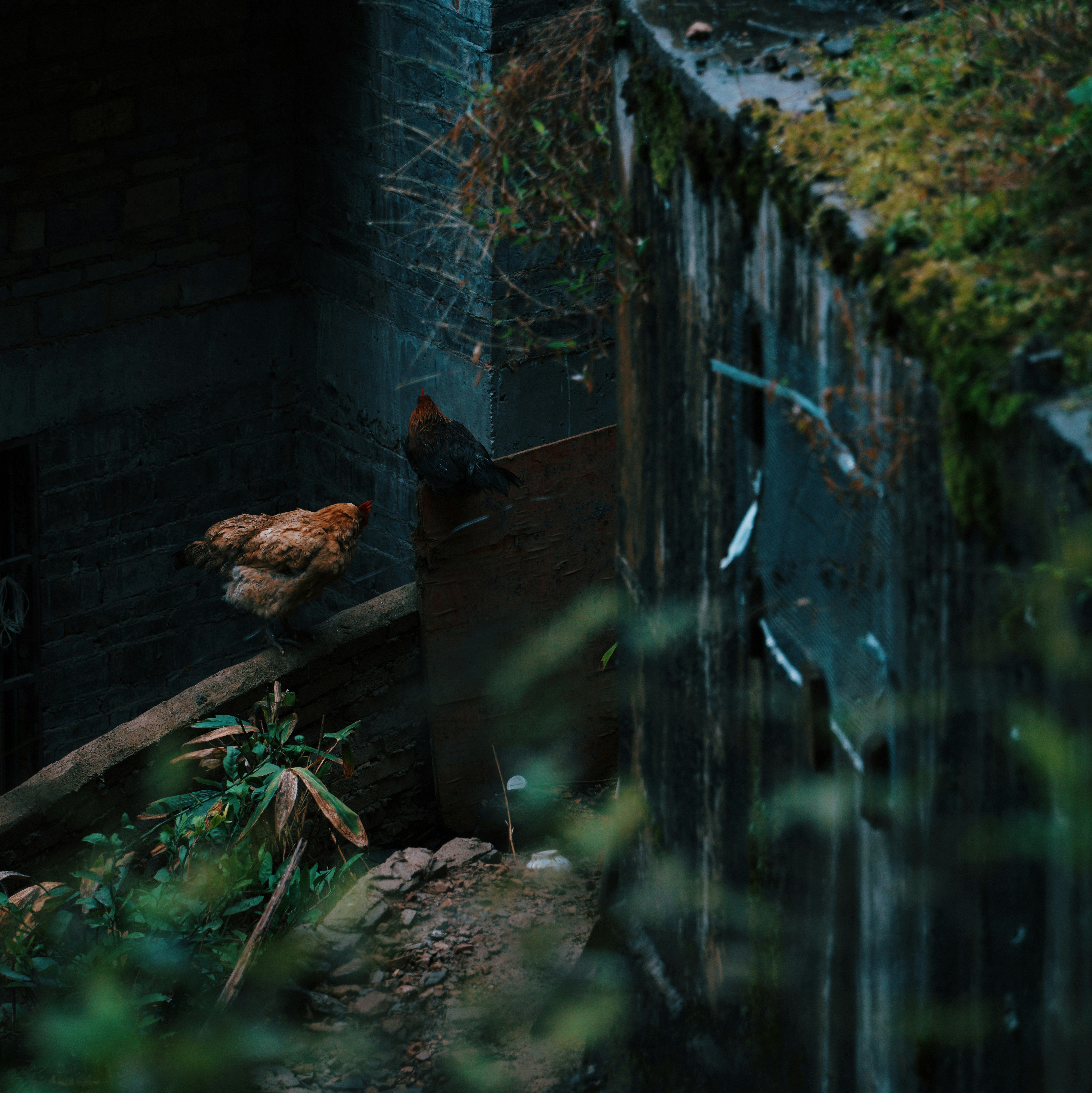 A chicken is standing on the ledge of a building photo – Free Animal ...