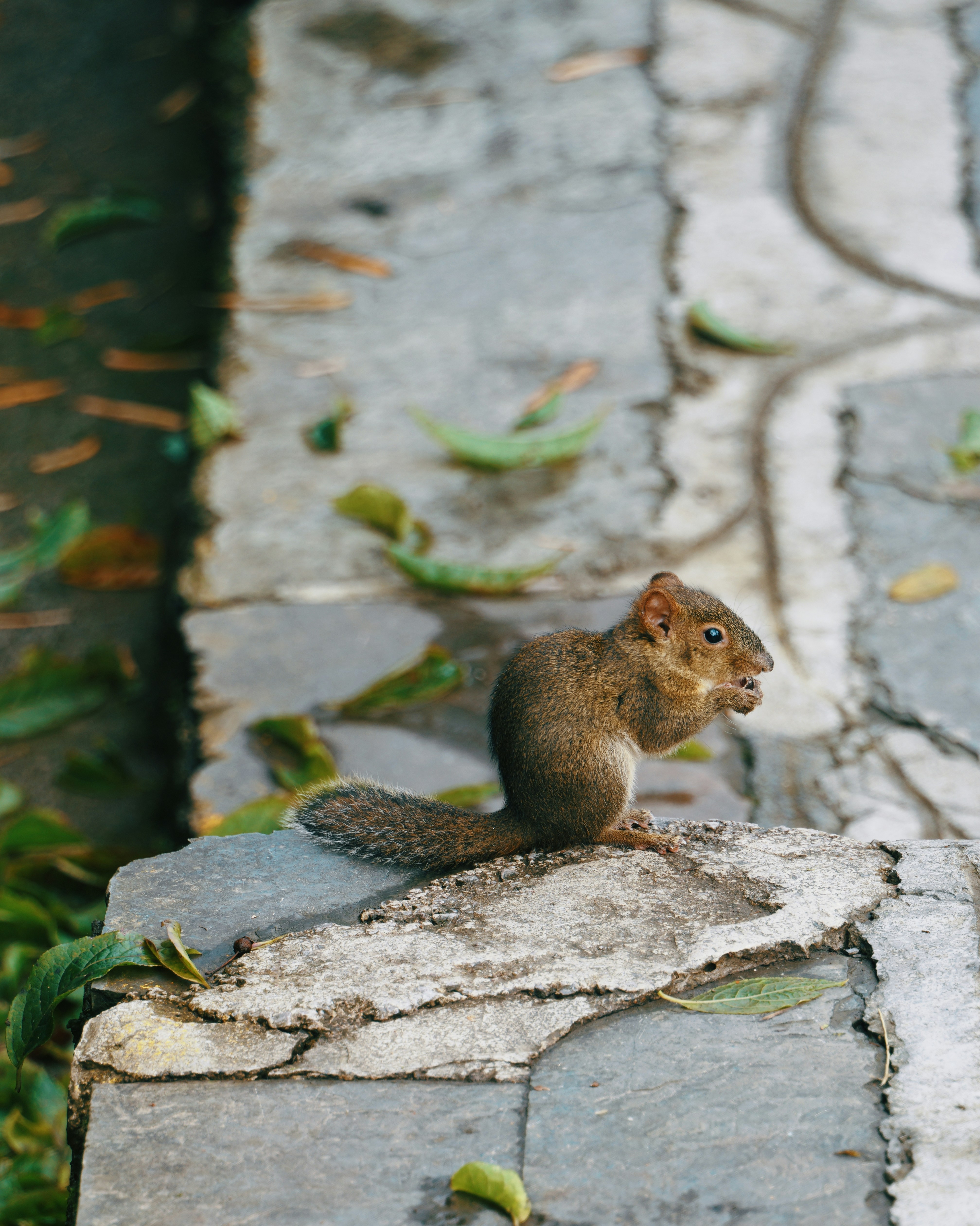 Sentry on the Stone: A Squirrel Perches on Sunlit Steps