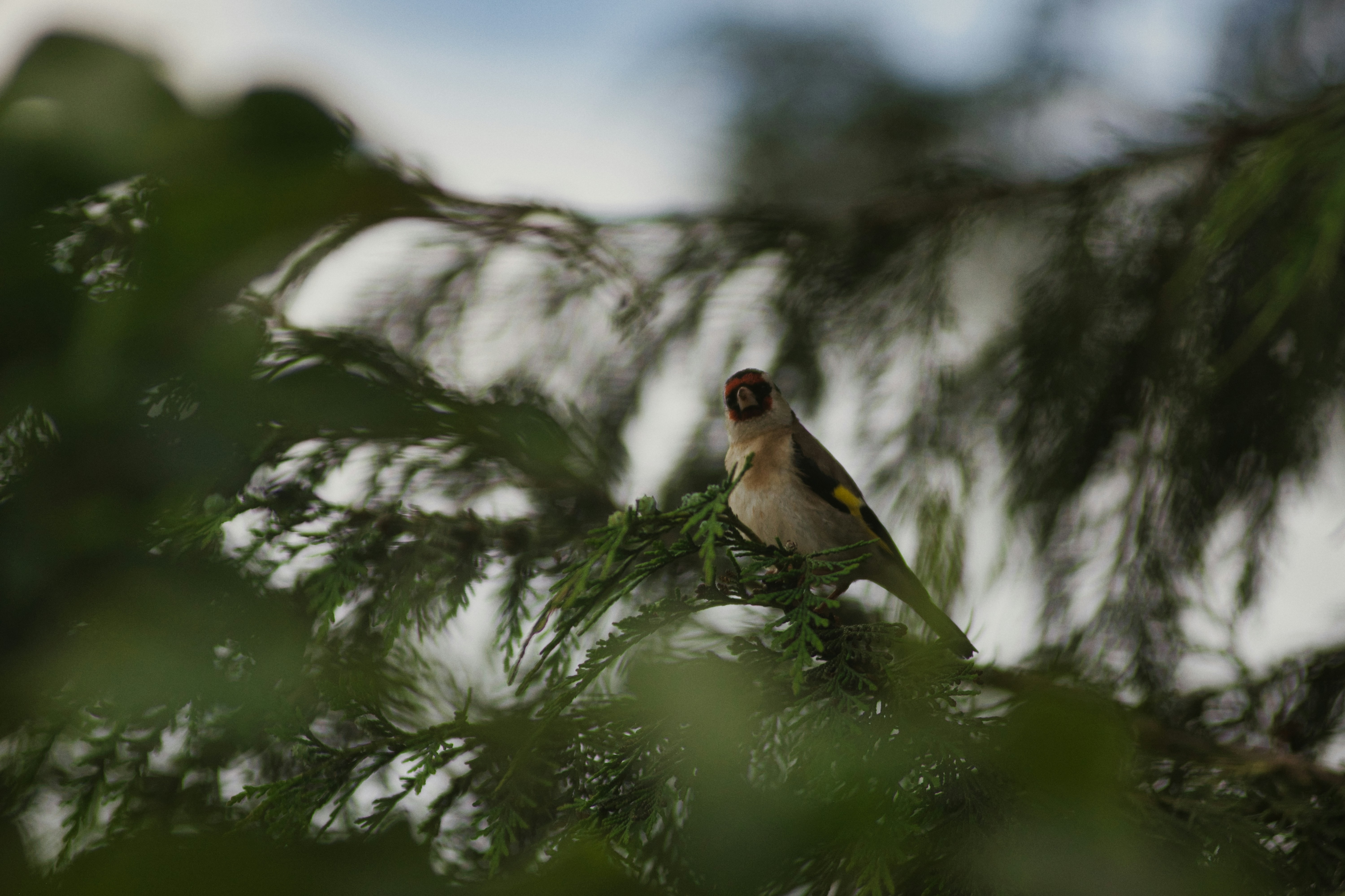 Red-faced Goldfinch Peering Through Pine Needle Veil