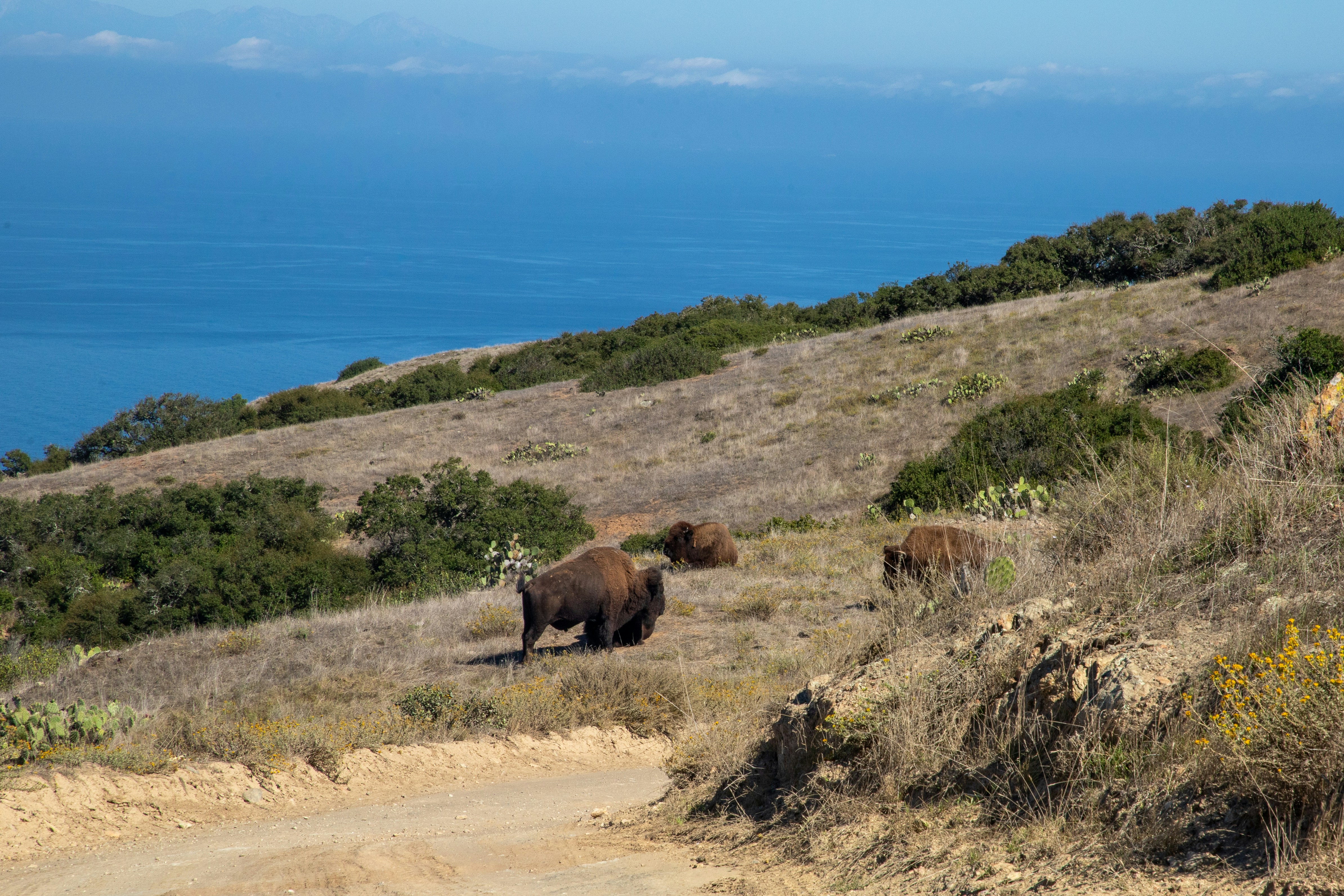 Bison on a sunlit trail above the blue sea