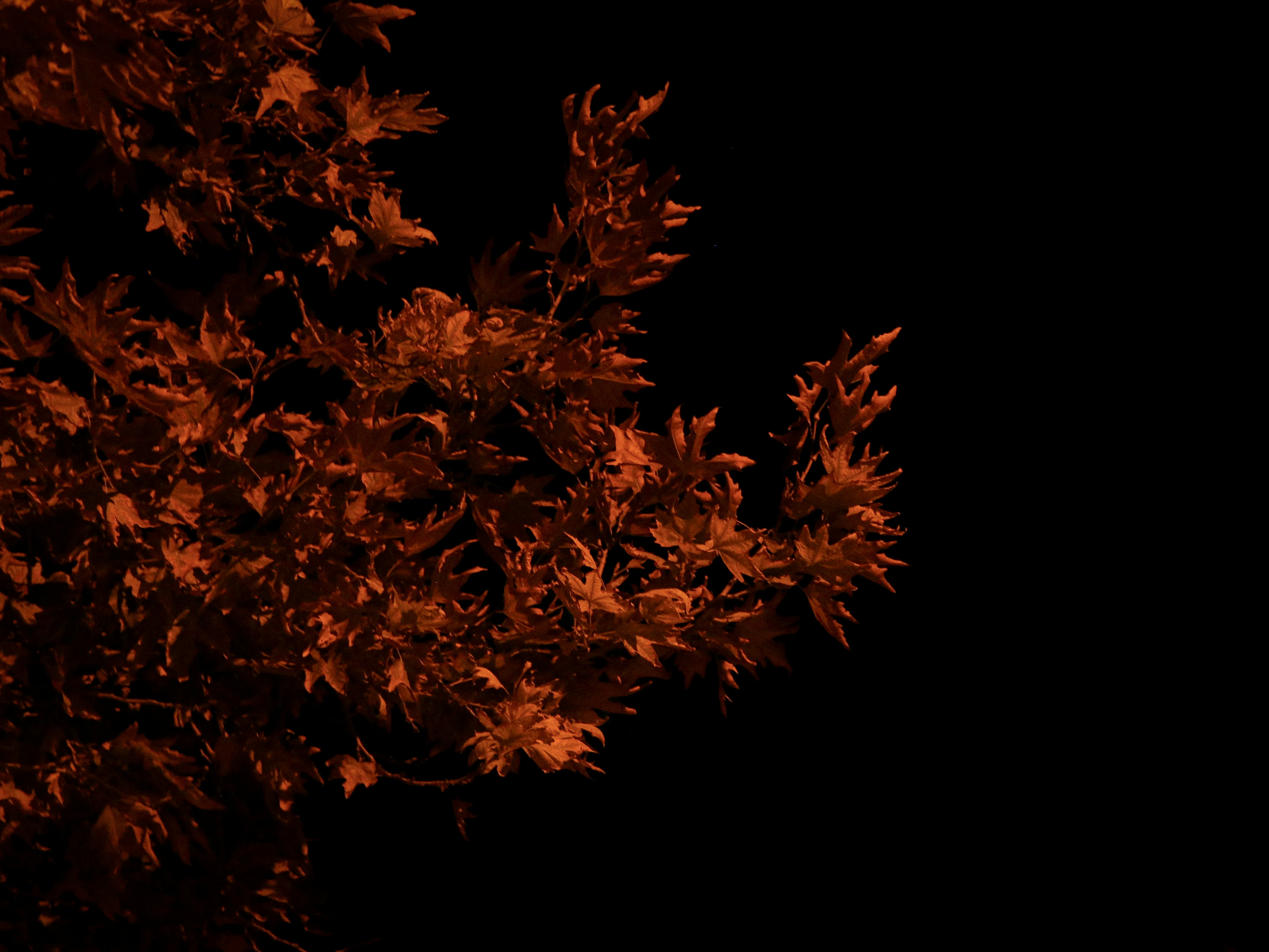 Ember Leaves Aglow Against a Velvet Night