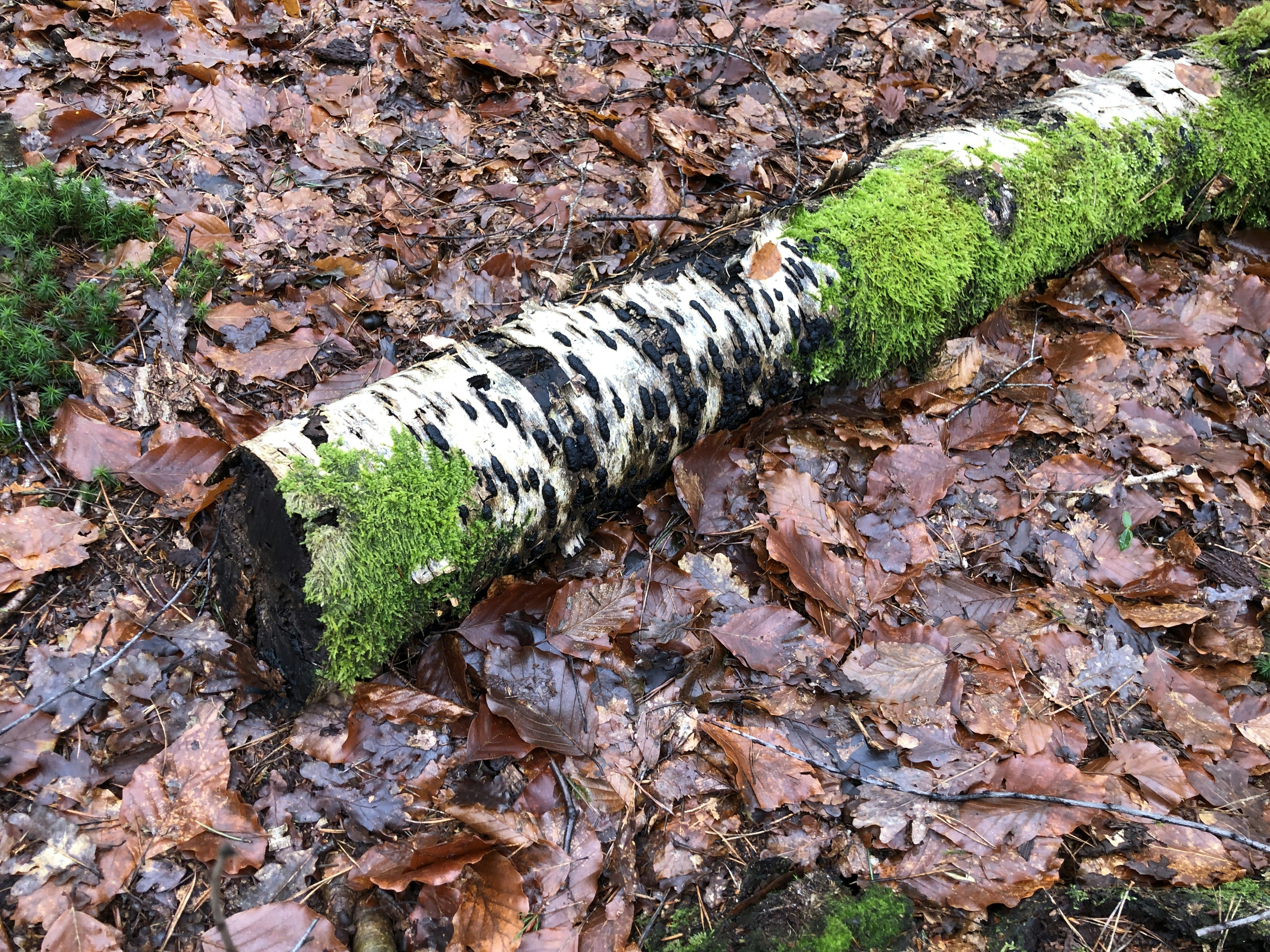 Moss-Capped Log Resting on Wet Leaf Bed