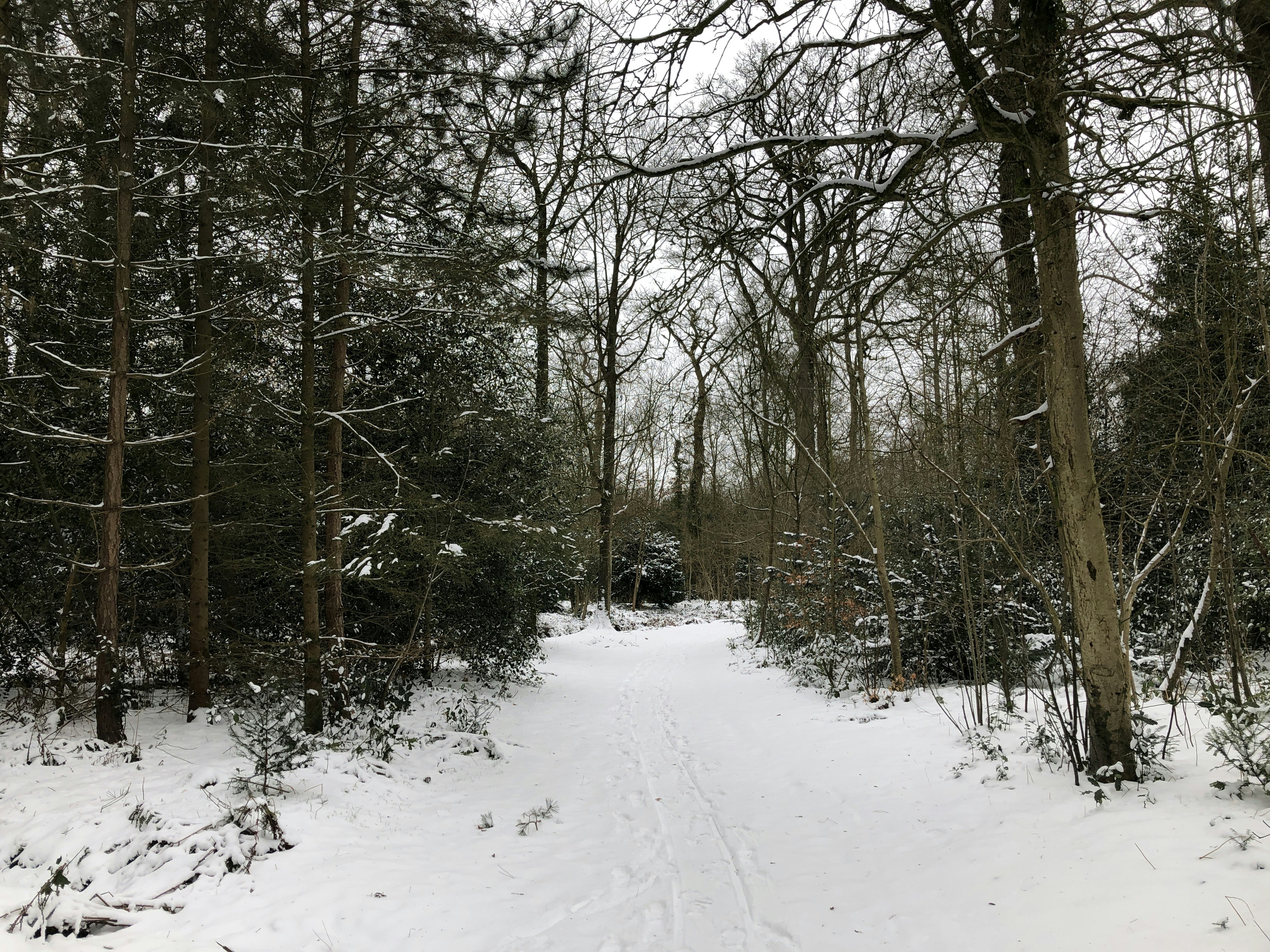 Whispers of Winter: A Serene Woodland Path