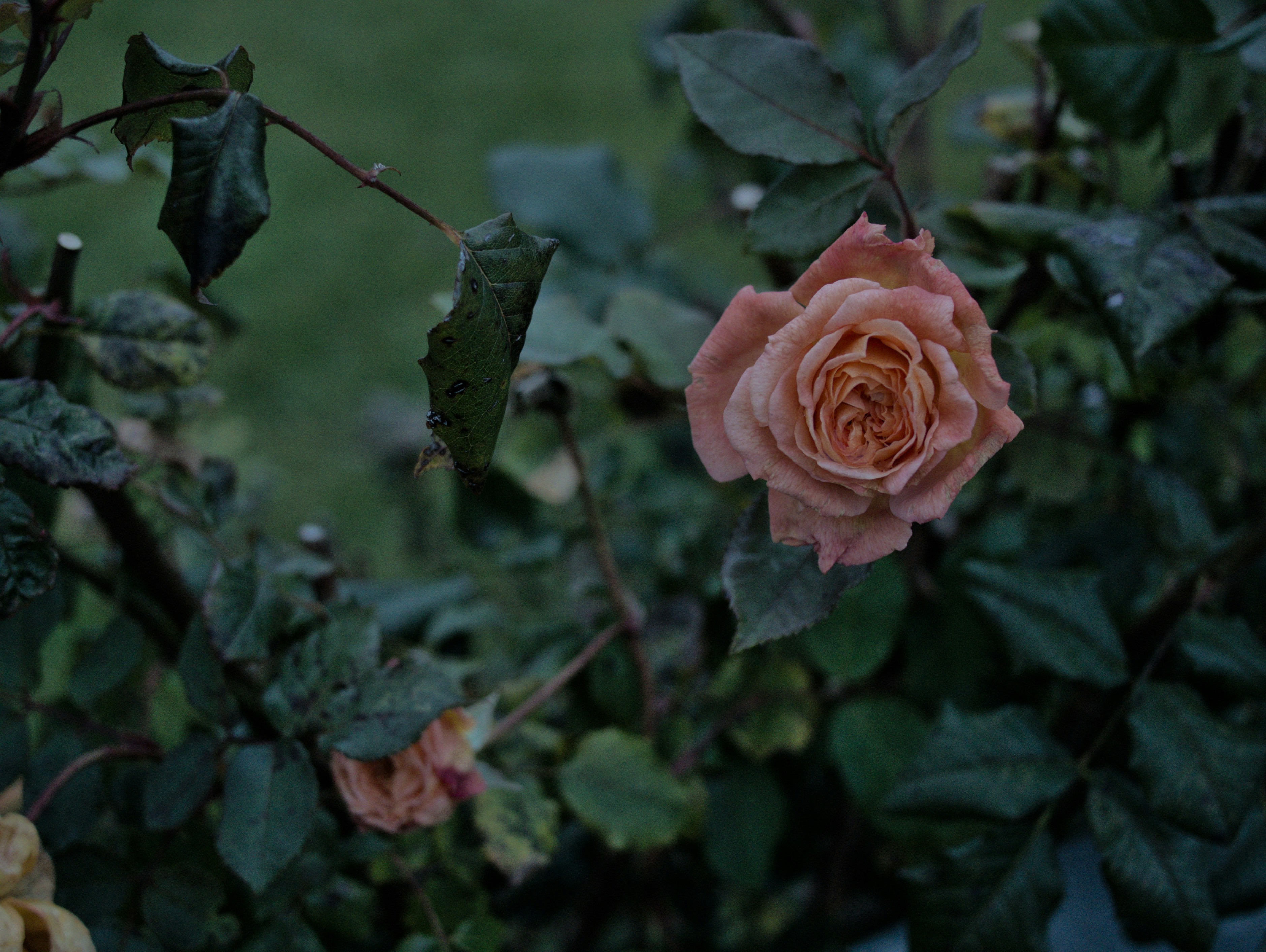 Peach Rose in Quiet Dusk Among Shadowed Foliage