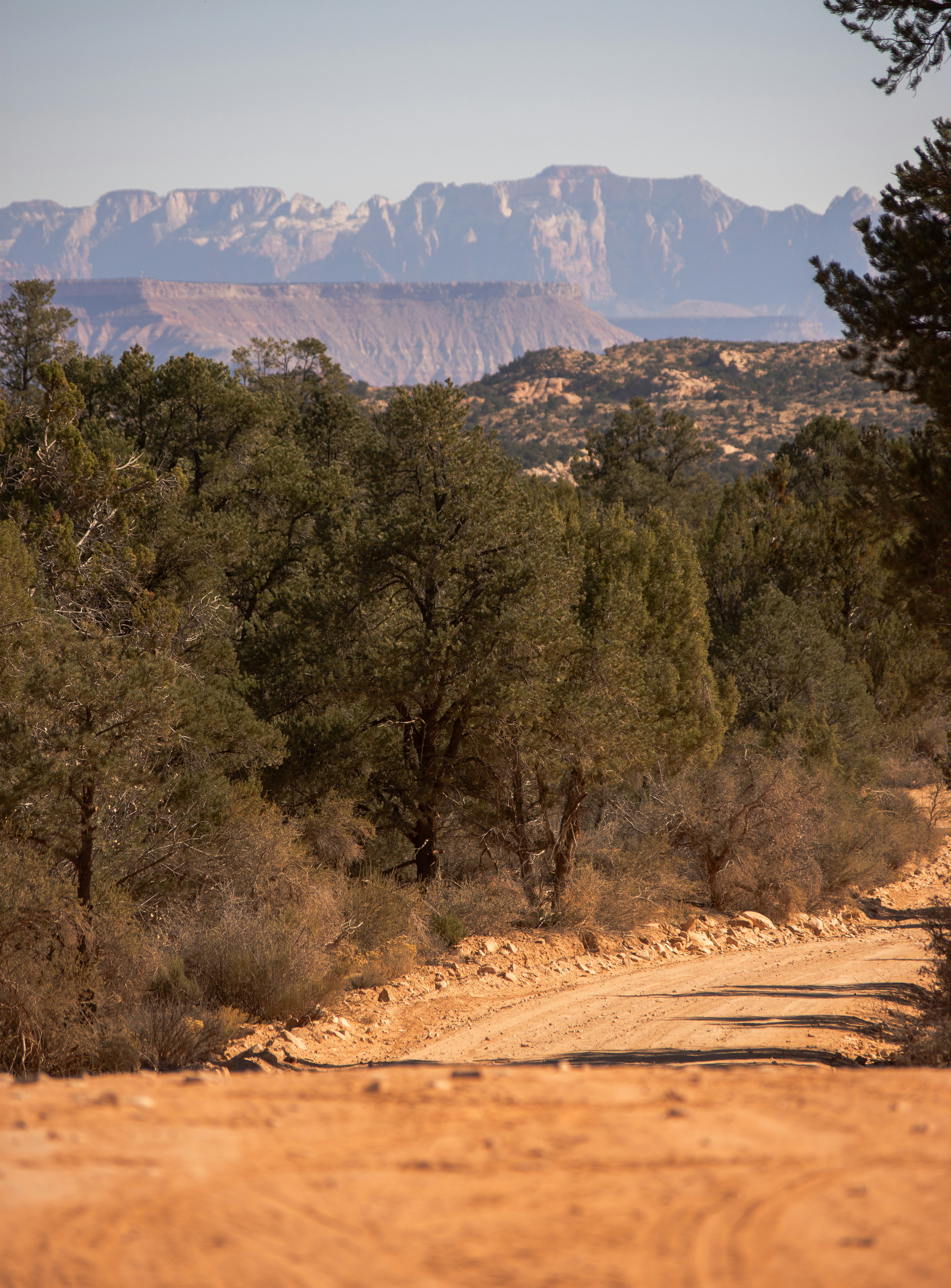 Rimward Road: Pine Shadows and a Distant Desert Rim