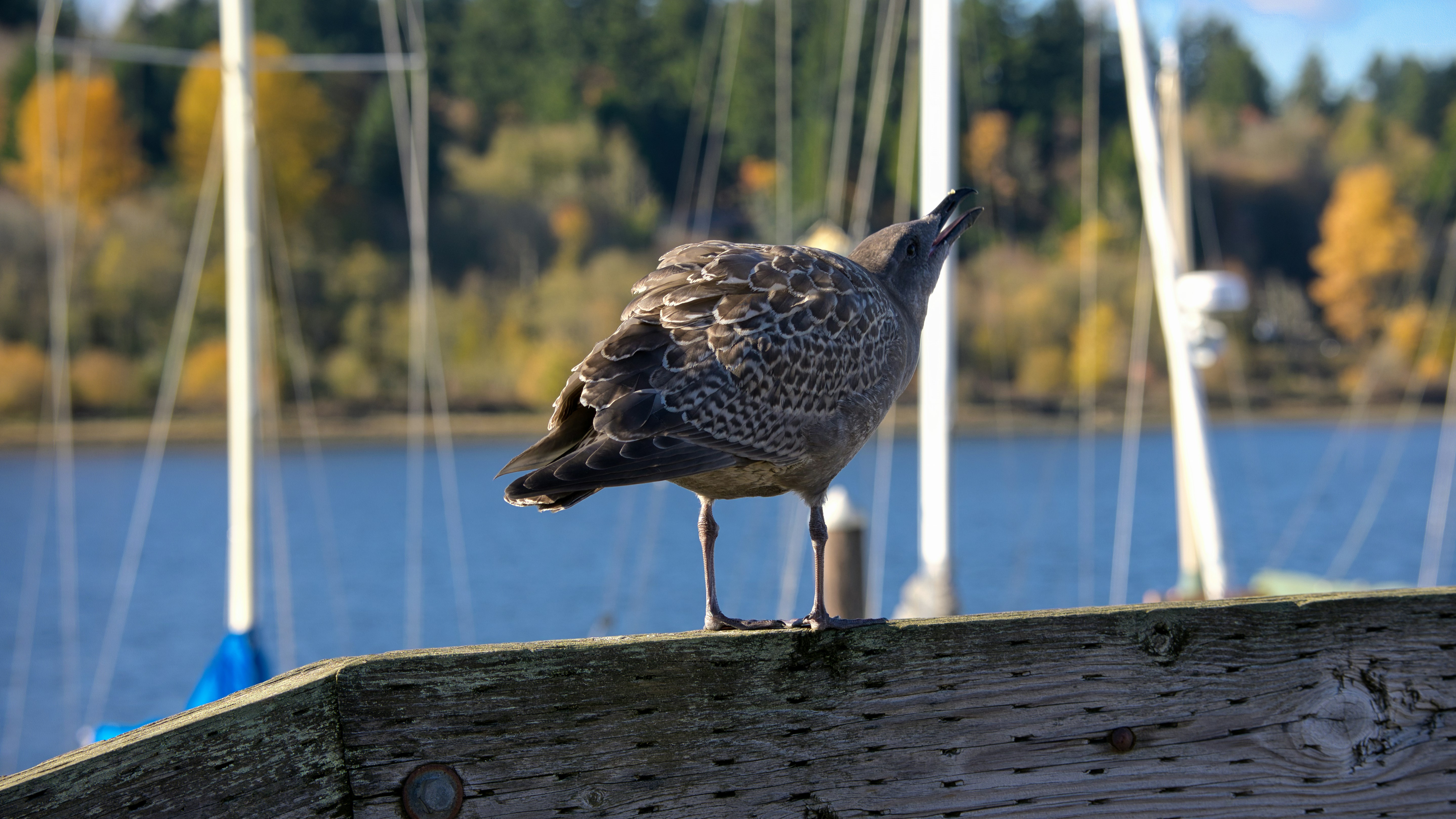 A bird is standing on a dock near a body of water photo – Free Bird ...
