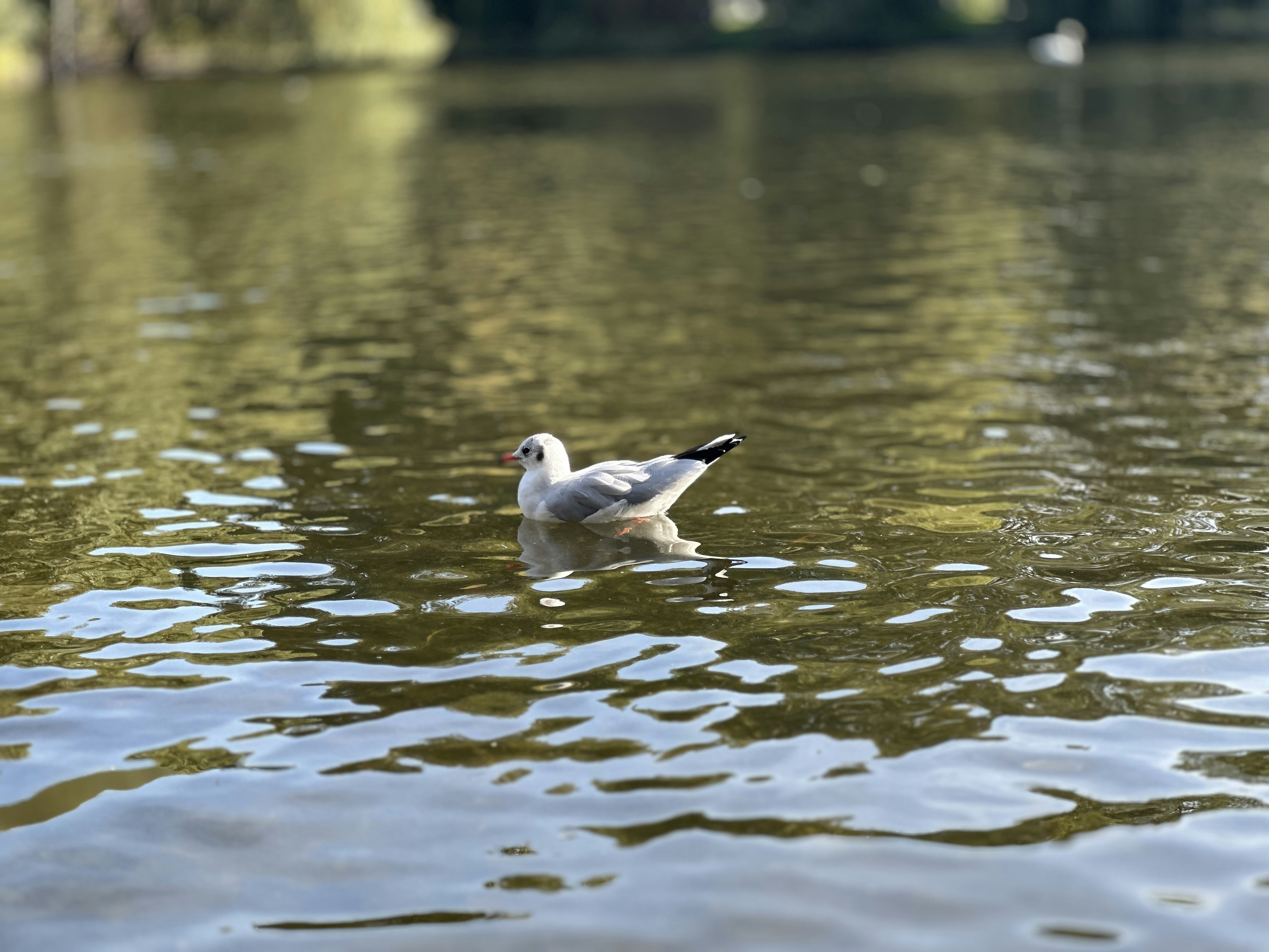 A white bird floating on top of a body of water photo – Free Buckingham ...