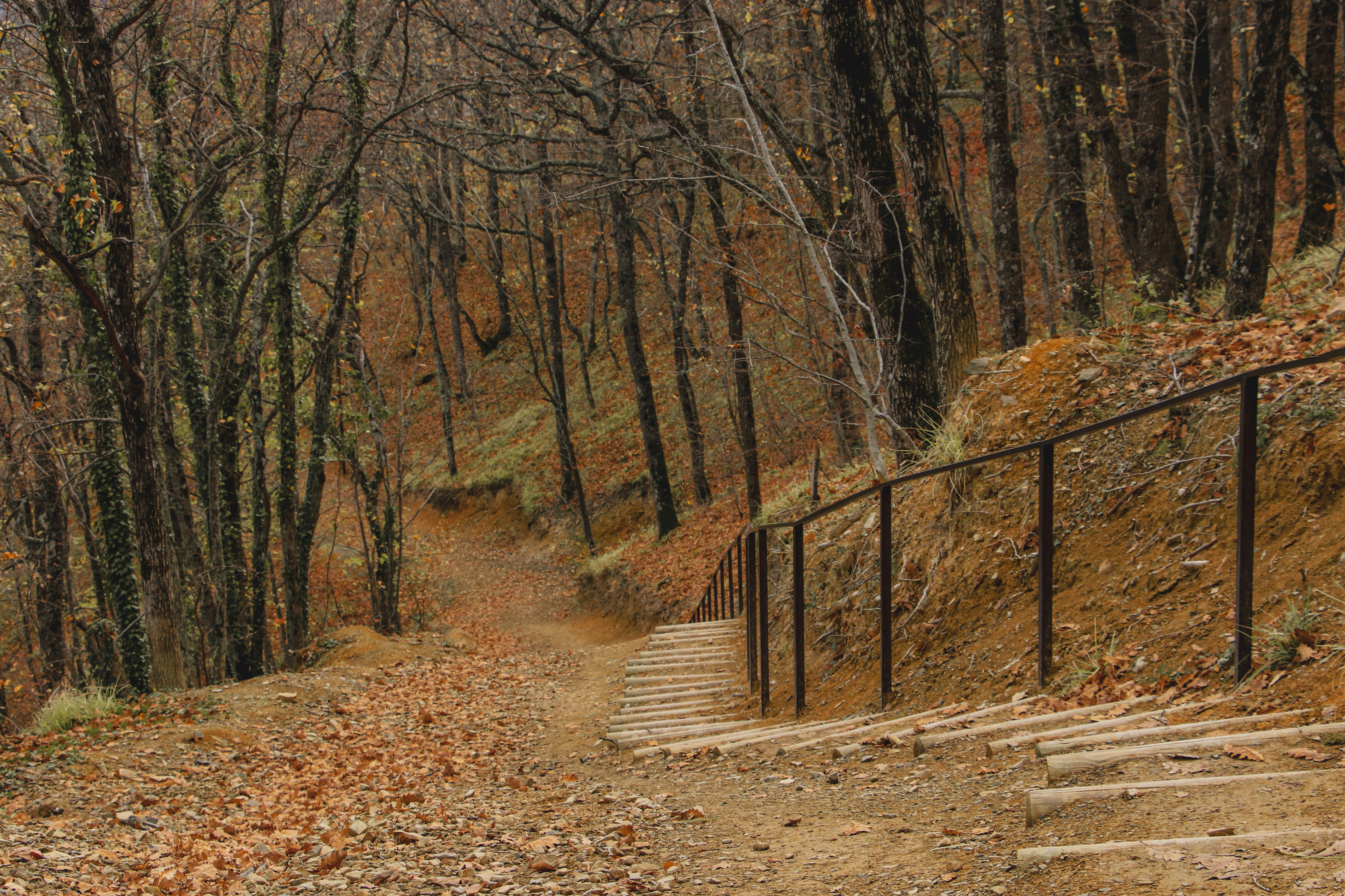 Foto Un conjunto de escaleras que conducen a una colina en el bosque ...