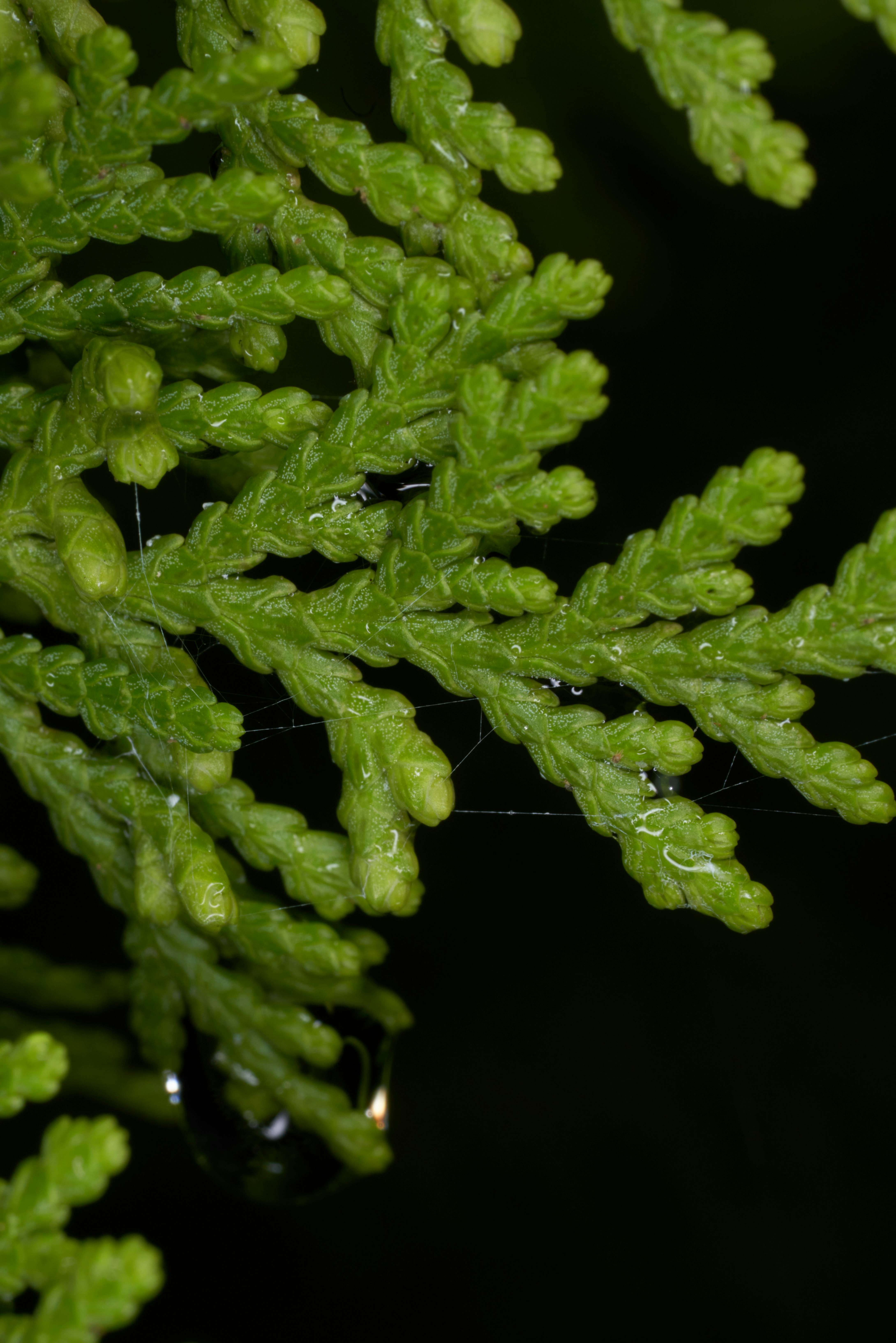 Green Lacework: Conifer Fronds, Silk Threads, and a Droplet