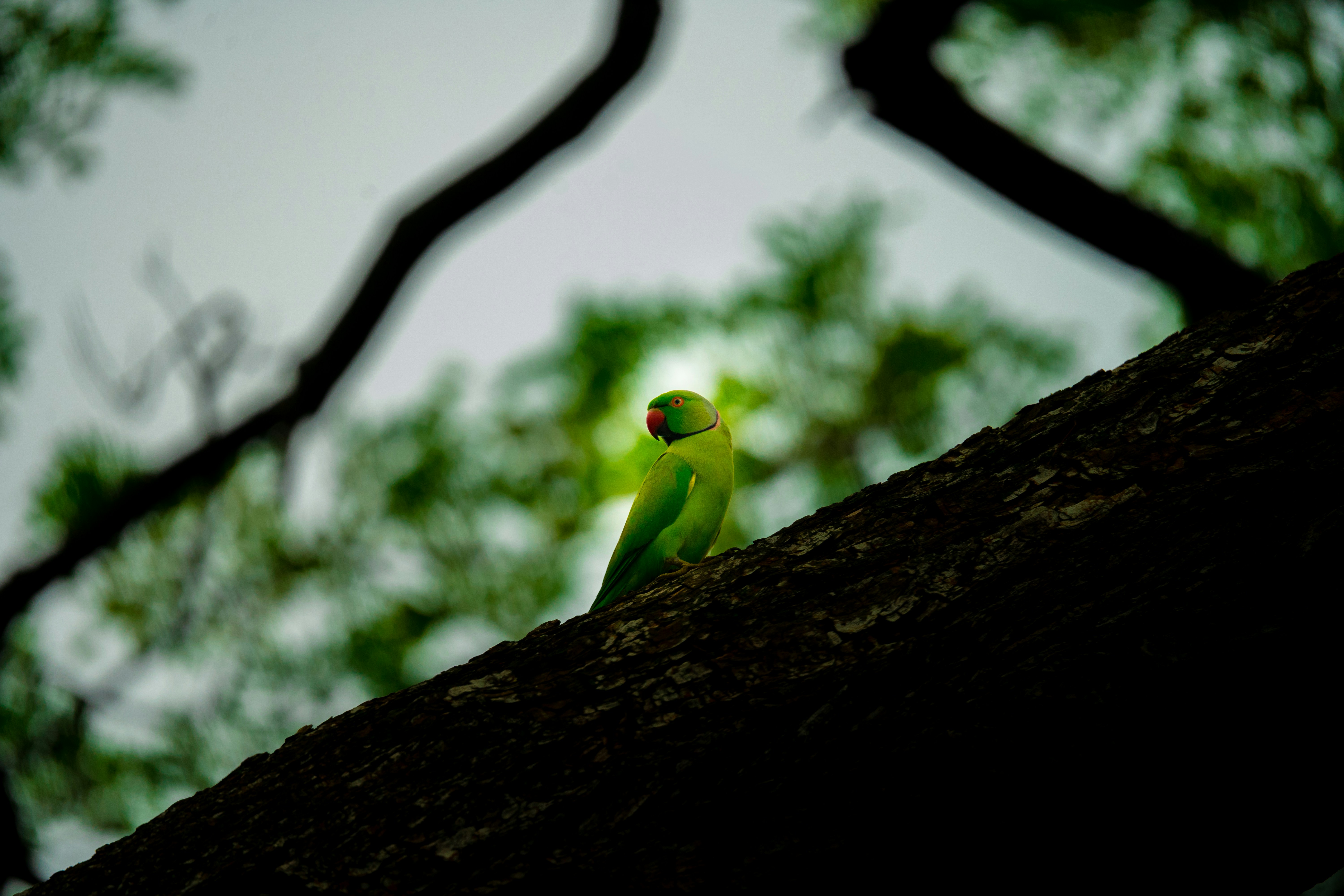World Environment Day Pictures | Download Free Images on Unsplash