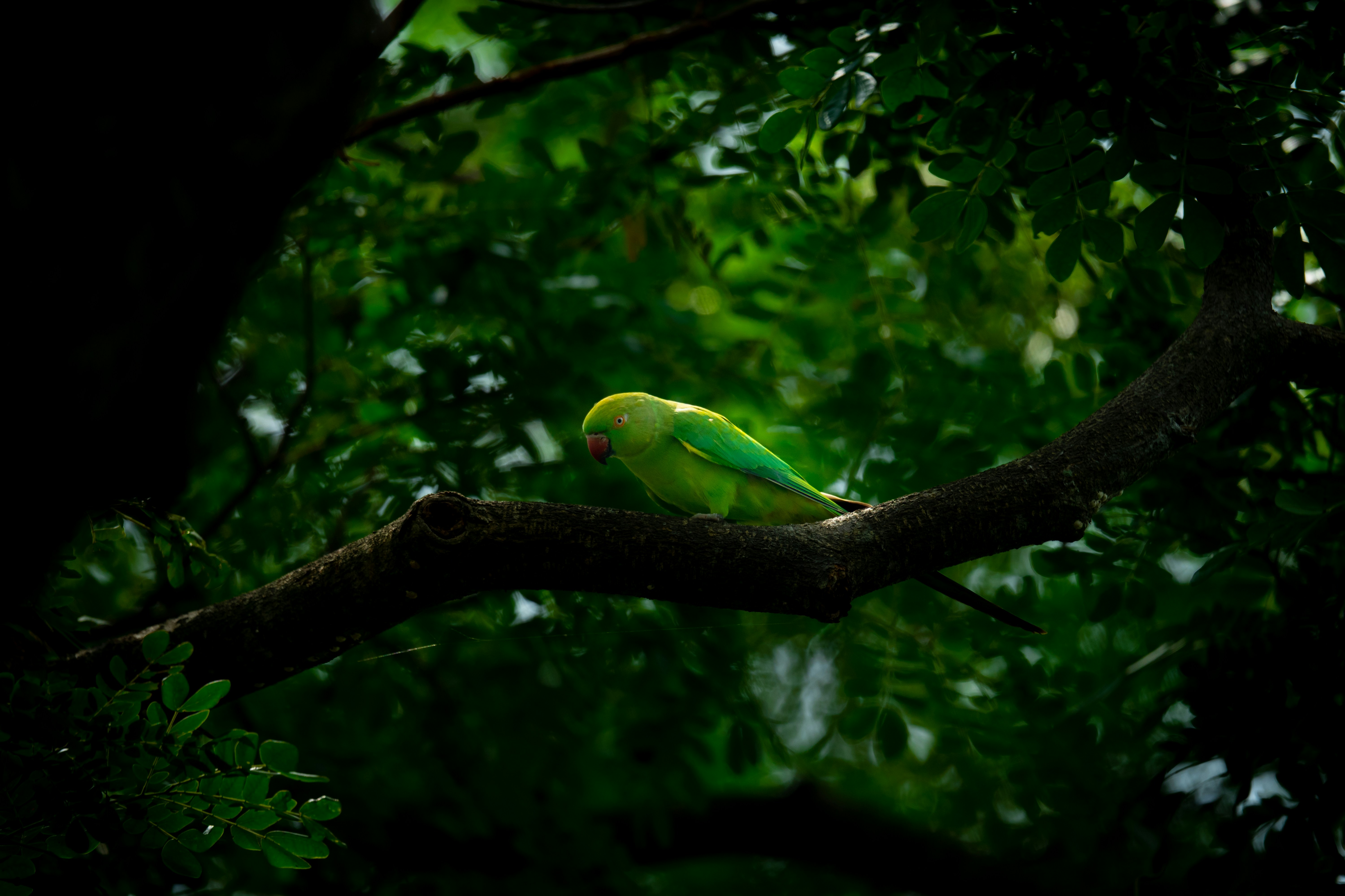 Emerald Perch in the Canopy