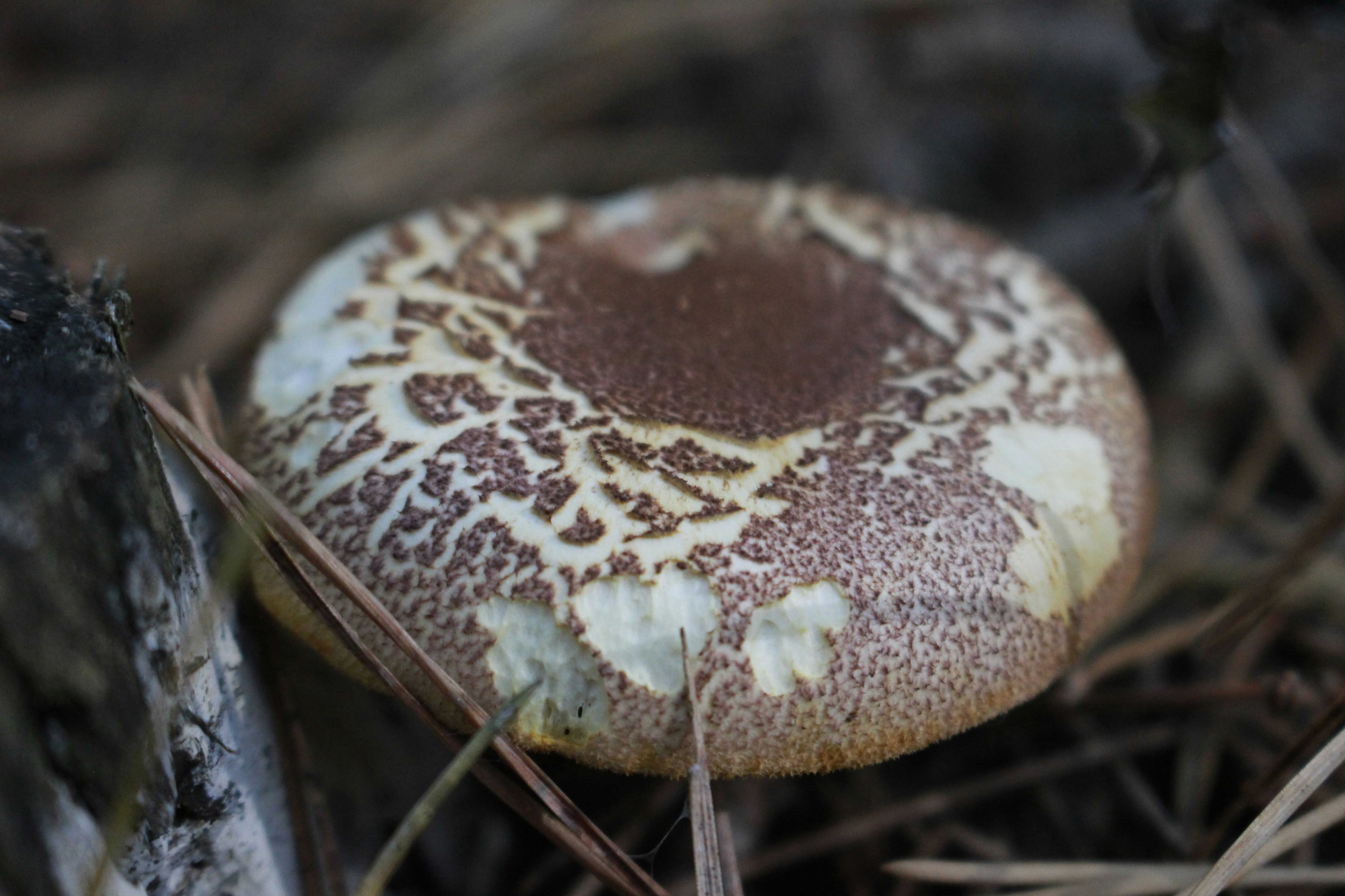 Speckled Crown Among Pine Needle Litter