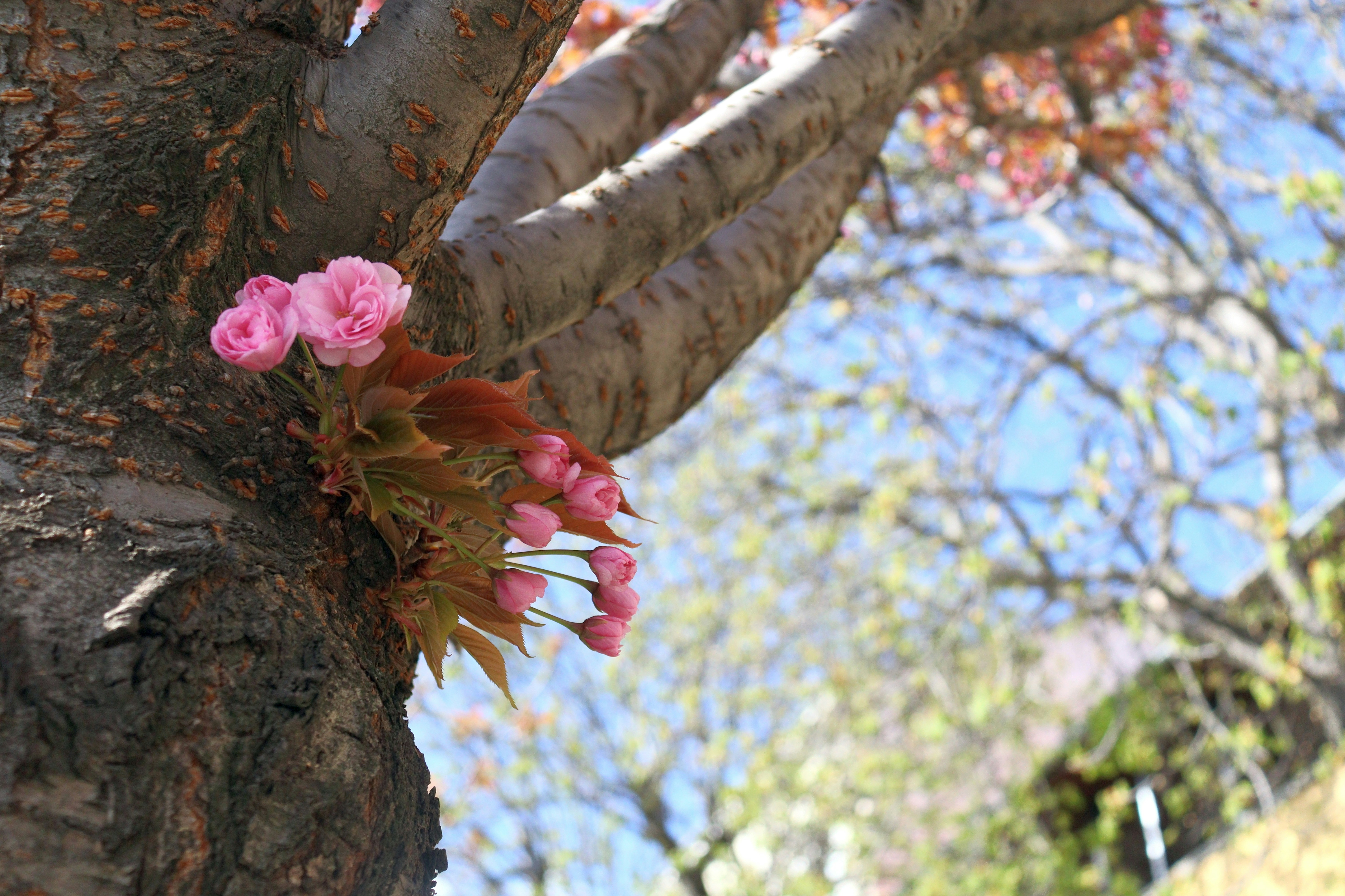 Spring's Pink Breakthrough: Blossoms Pushing Through Bark