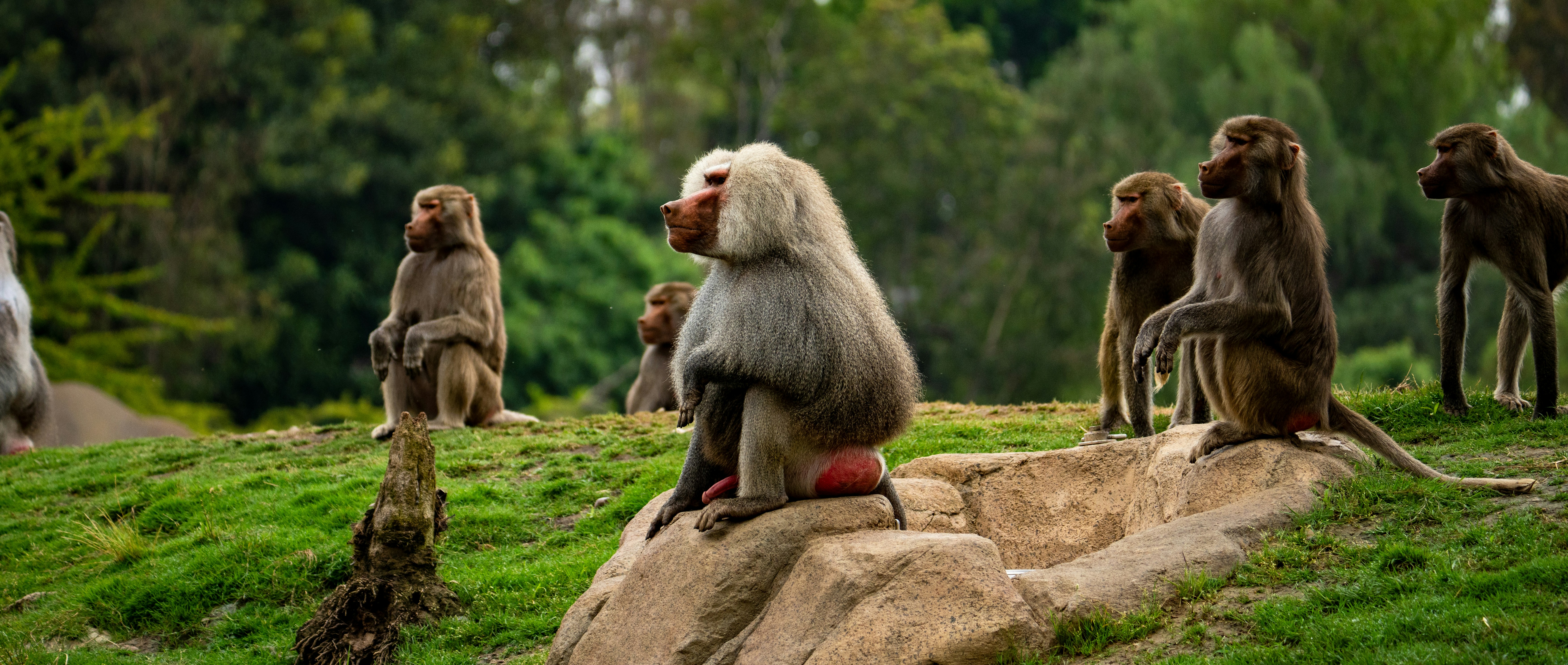White-Maned Lead Baboon on a Rocky Outcrop Among a Curious Herd