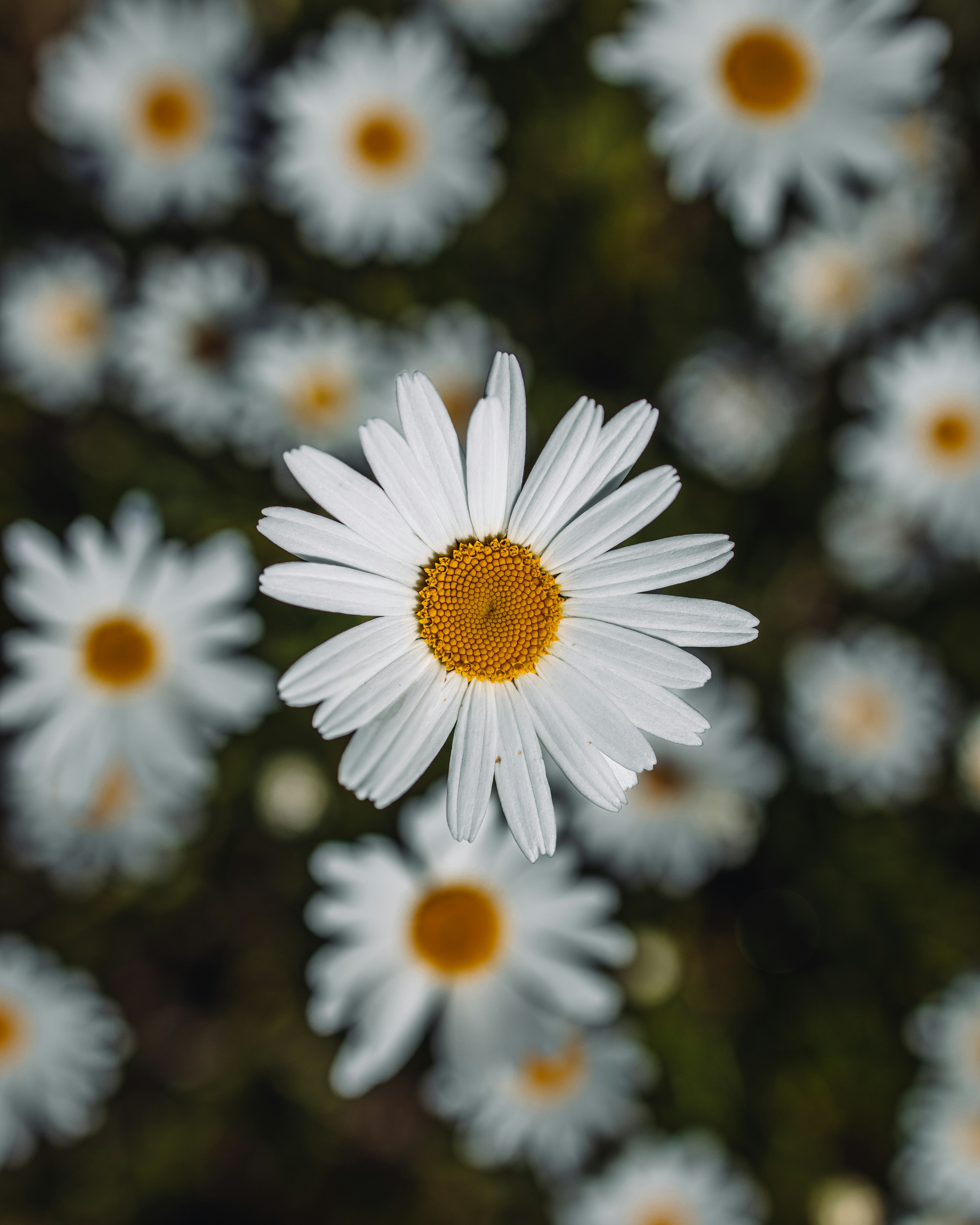 Photo by Vadym Chumak with Canon EOS R