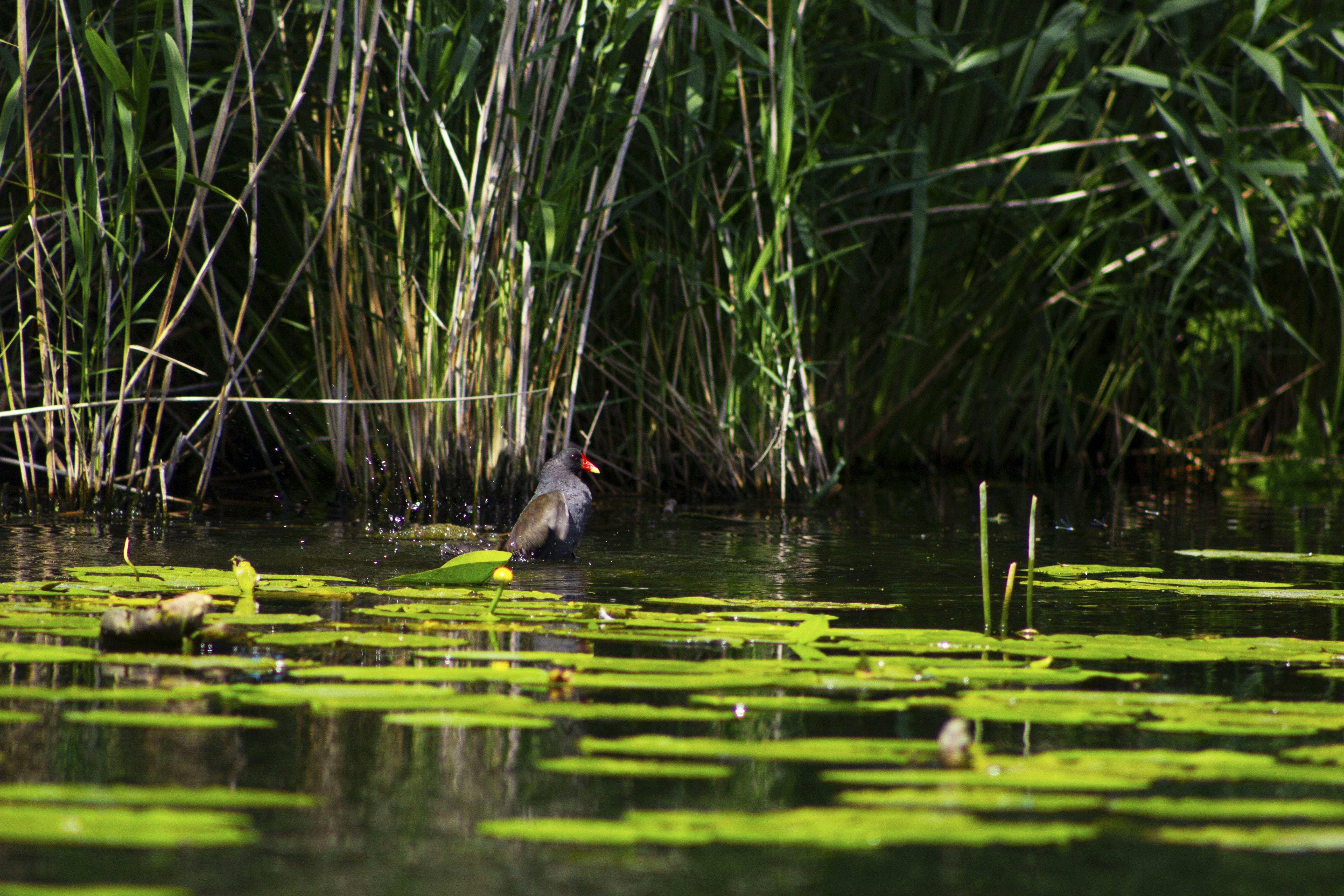A small bird with colourful beak in the water.