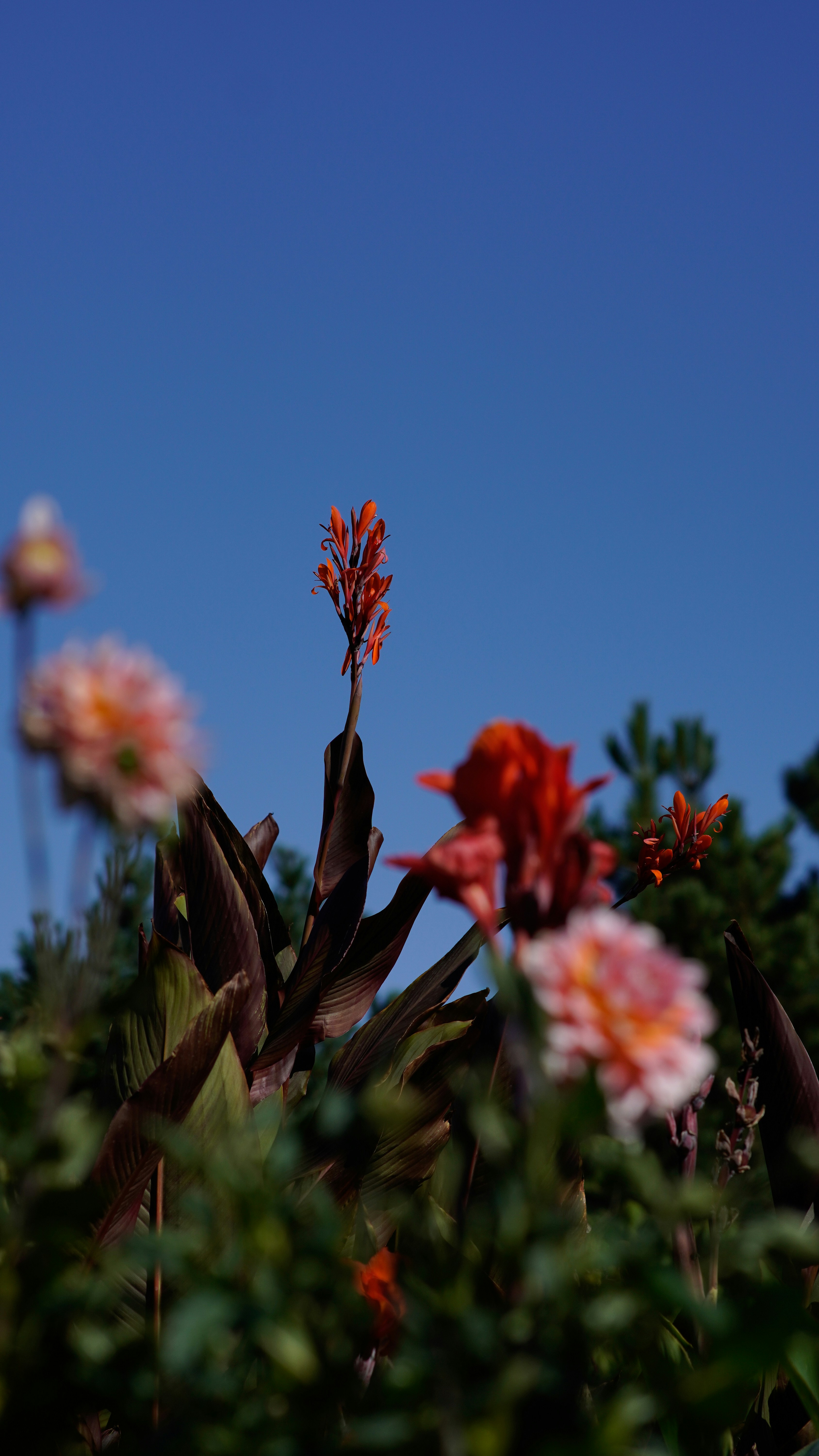The Tall Orange Bloom Piercing the Azure Sky