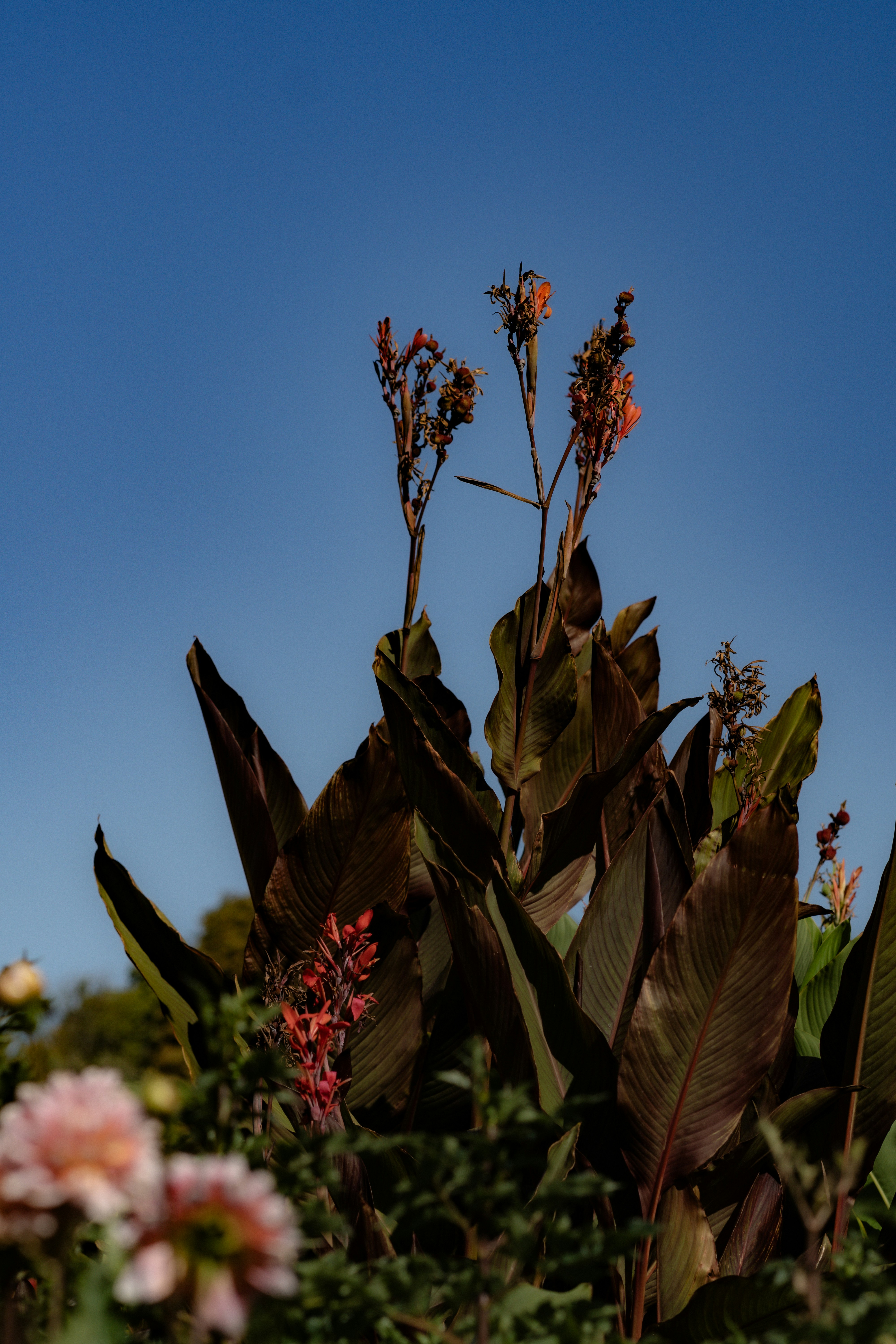 Flame-Tipped Stalks Against a Velvet Blue Sky
