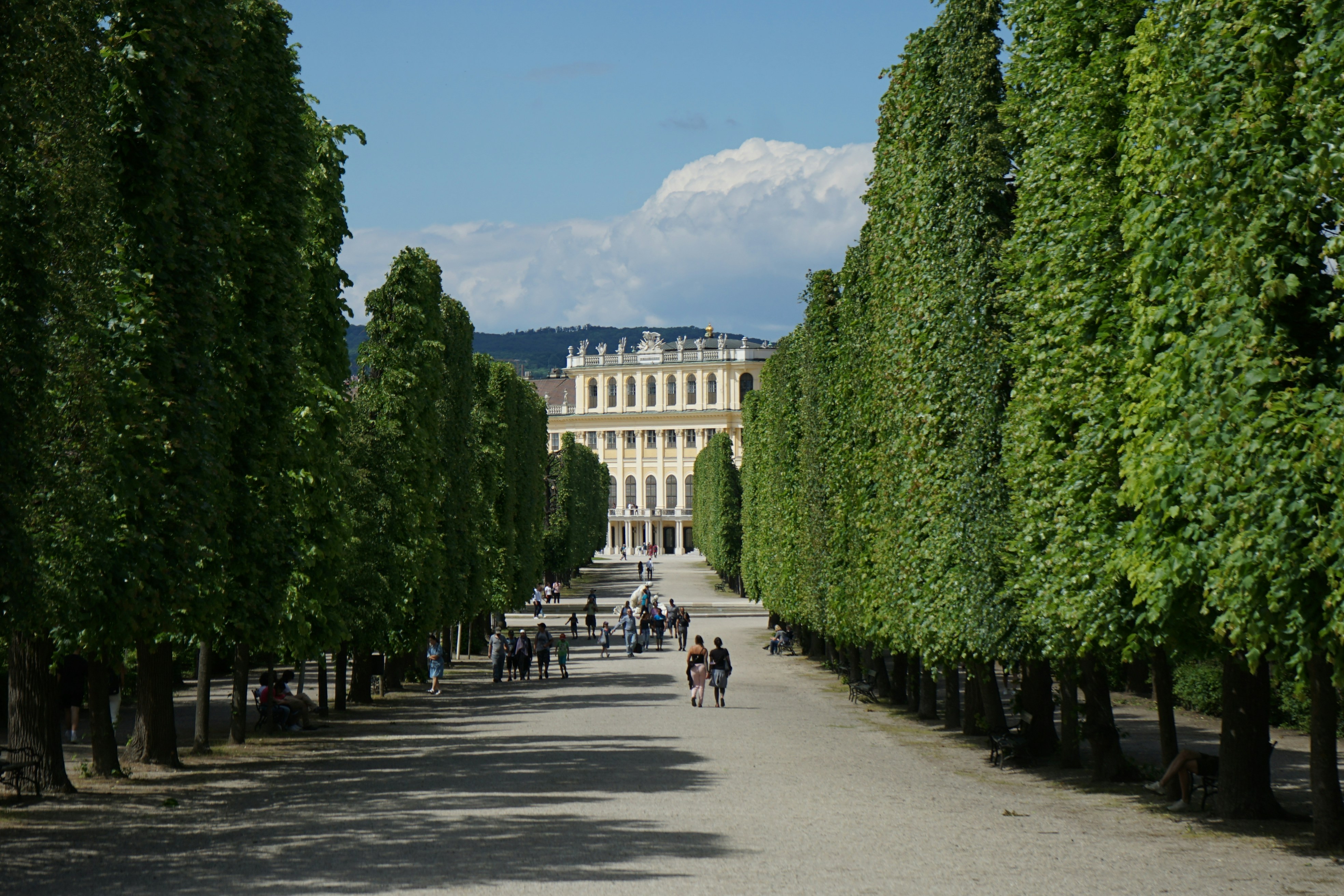 Time's Corridor: Tree-Lined Approach to a Neoclassical Palace