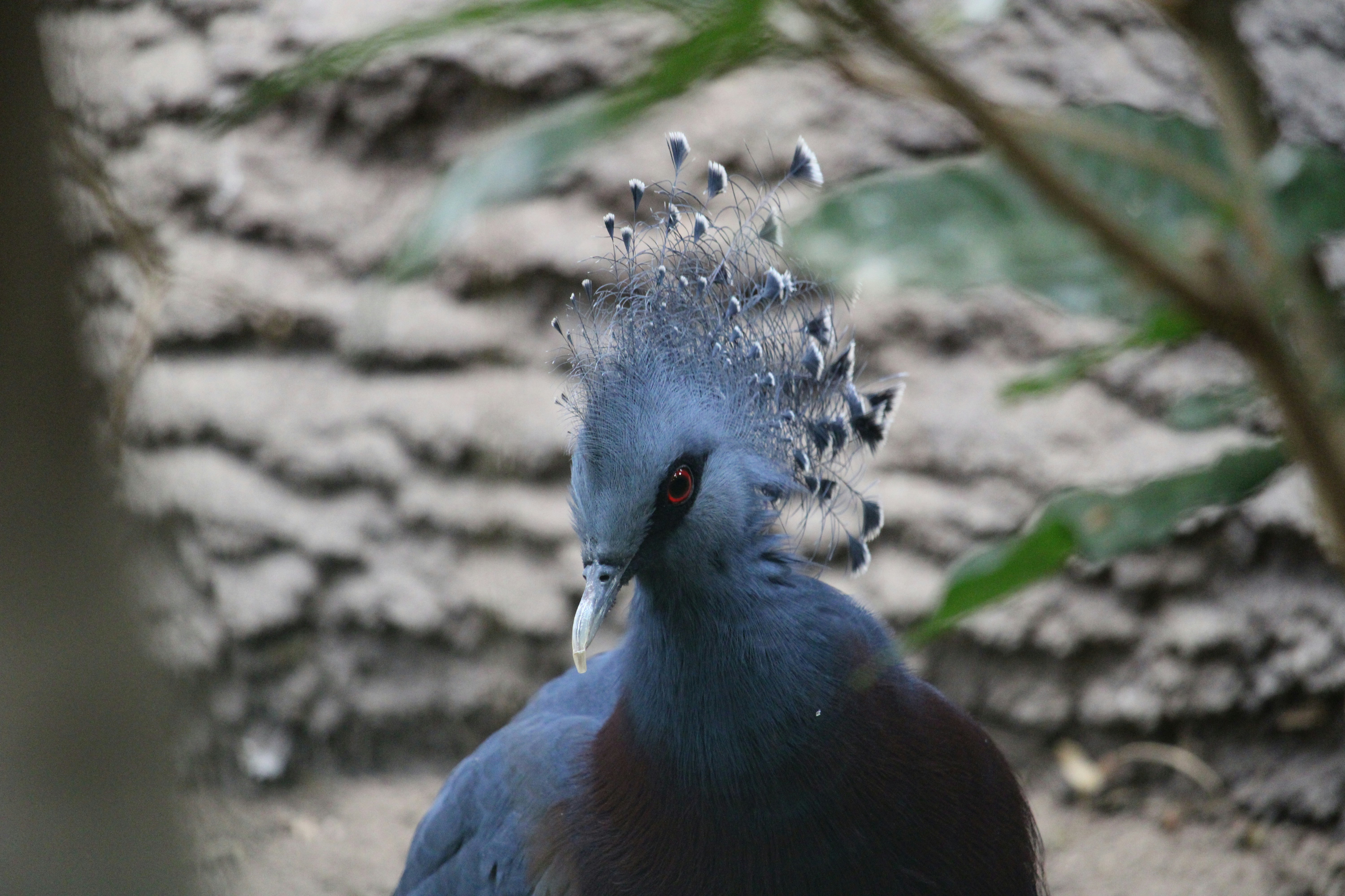 Birds Png Pictures | Download Free Images on Unsplash