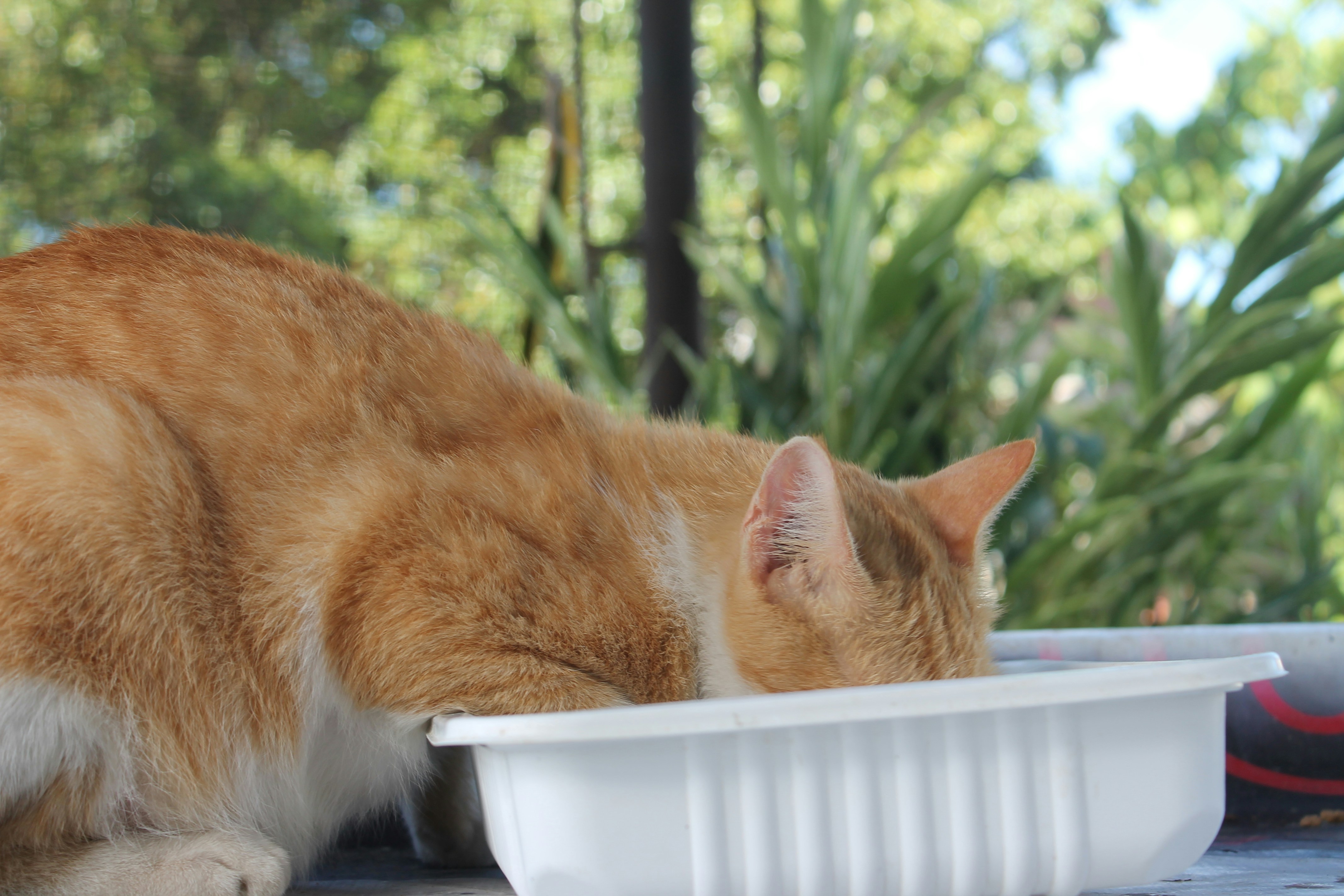 Photo by Angelo Cabaluna with Canon EOS 1100D