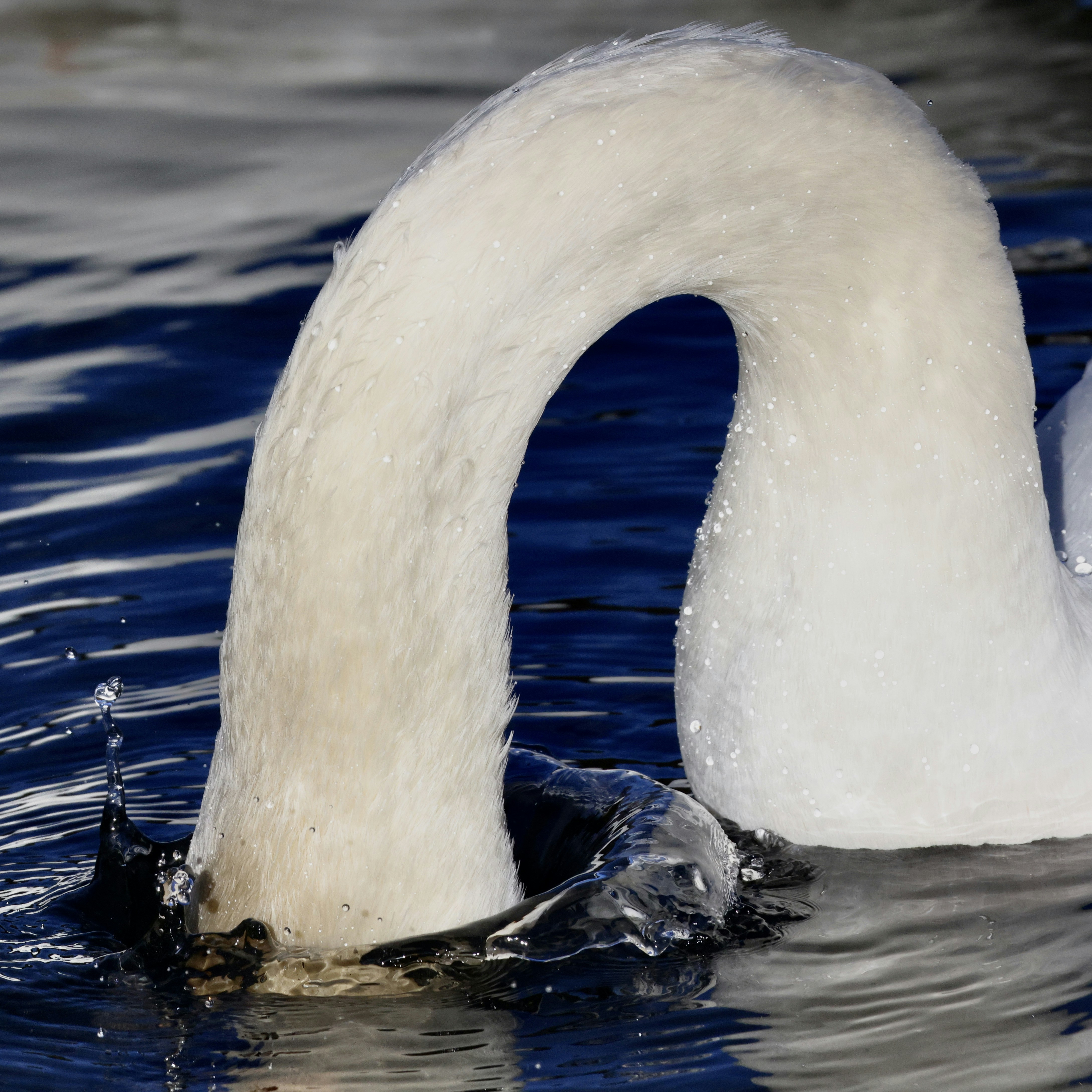 Arc of the Swan: An S-Curve Silhouette Across Indigo Ripples