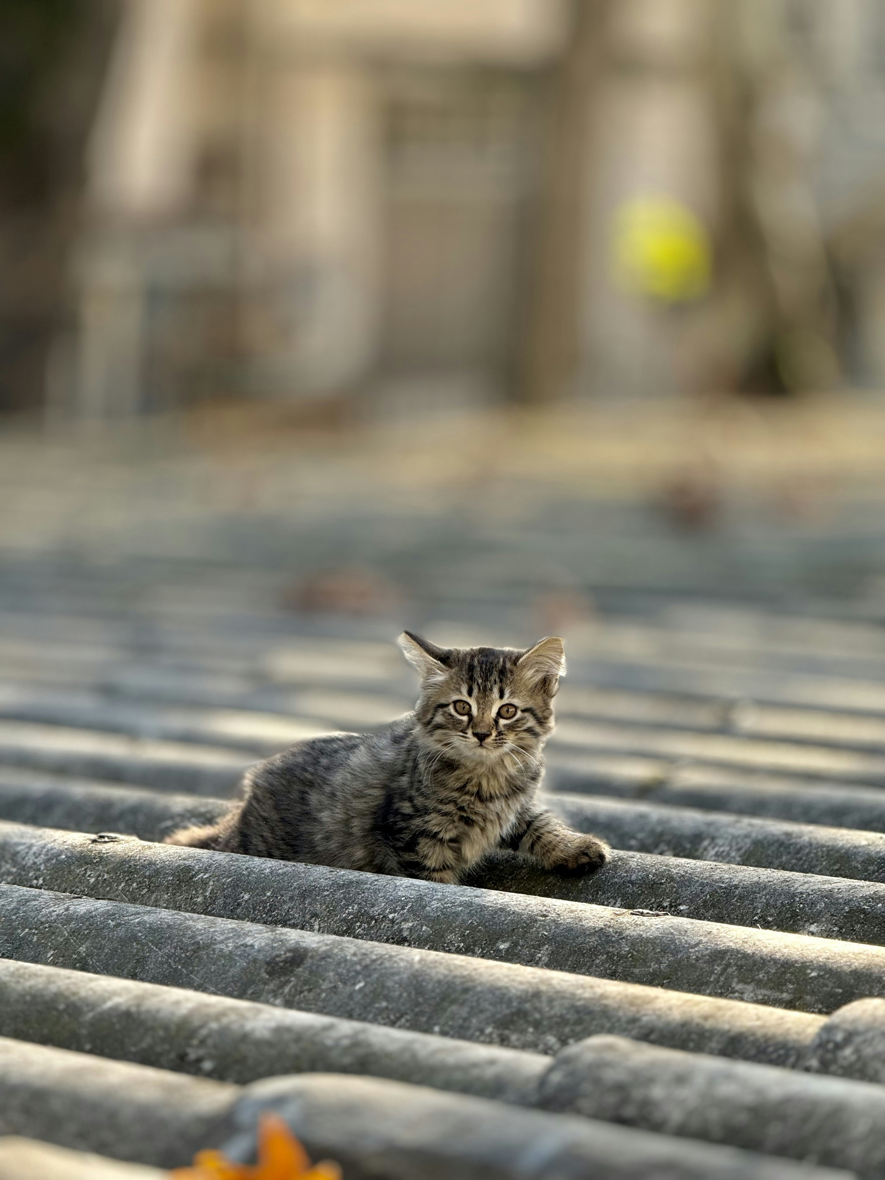 Whiskered Scout on Sun-Warmed Steps