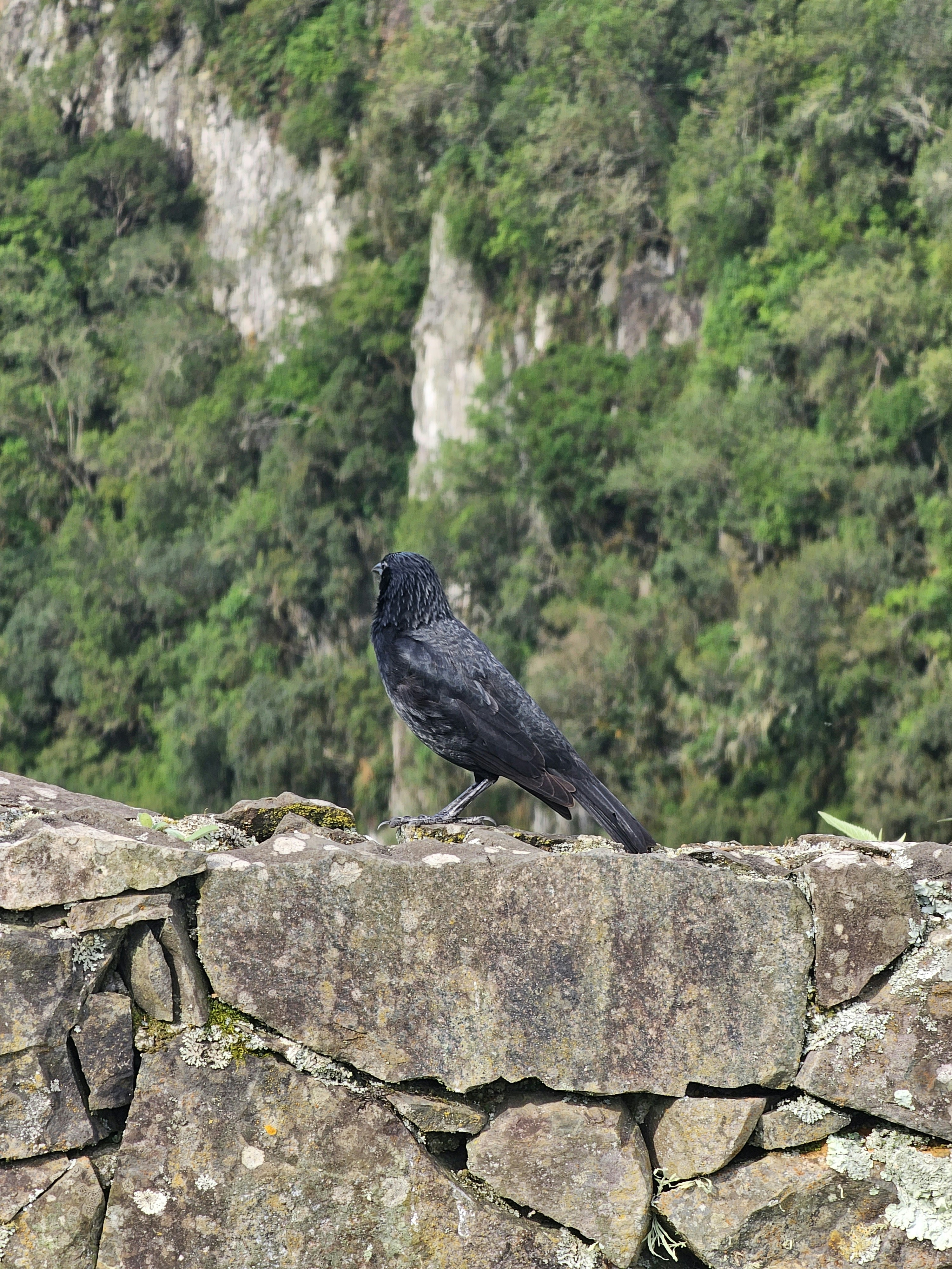 Raven on the Weathered Wall: Quiet Vigil by the Cliffside Forest
