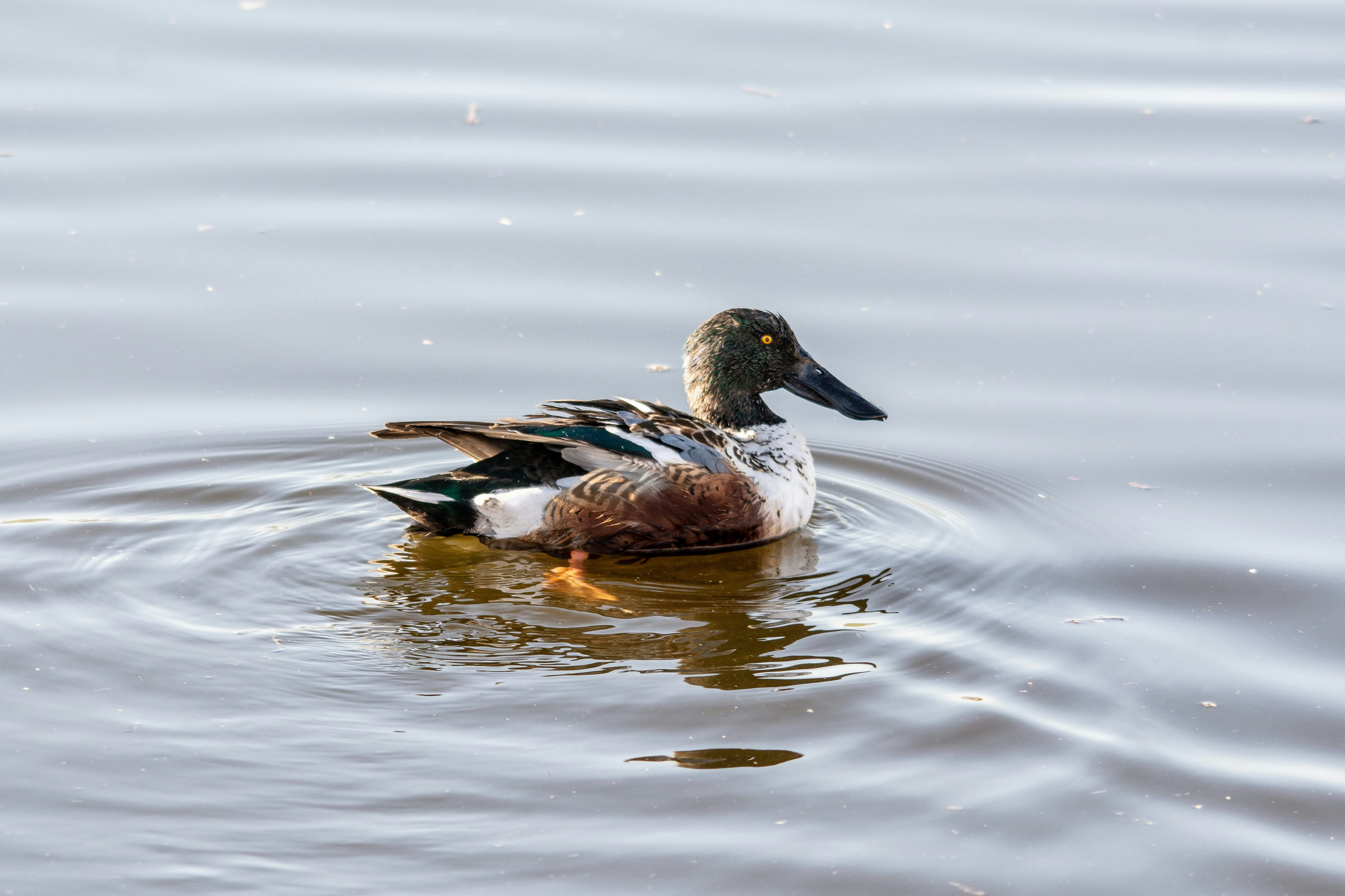 a duck floating on top of a body of water