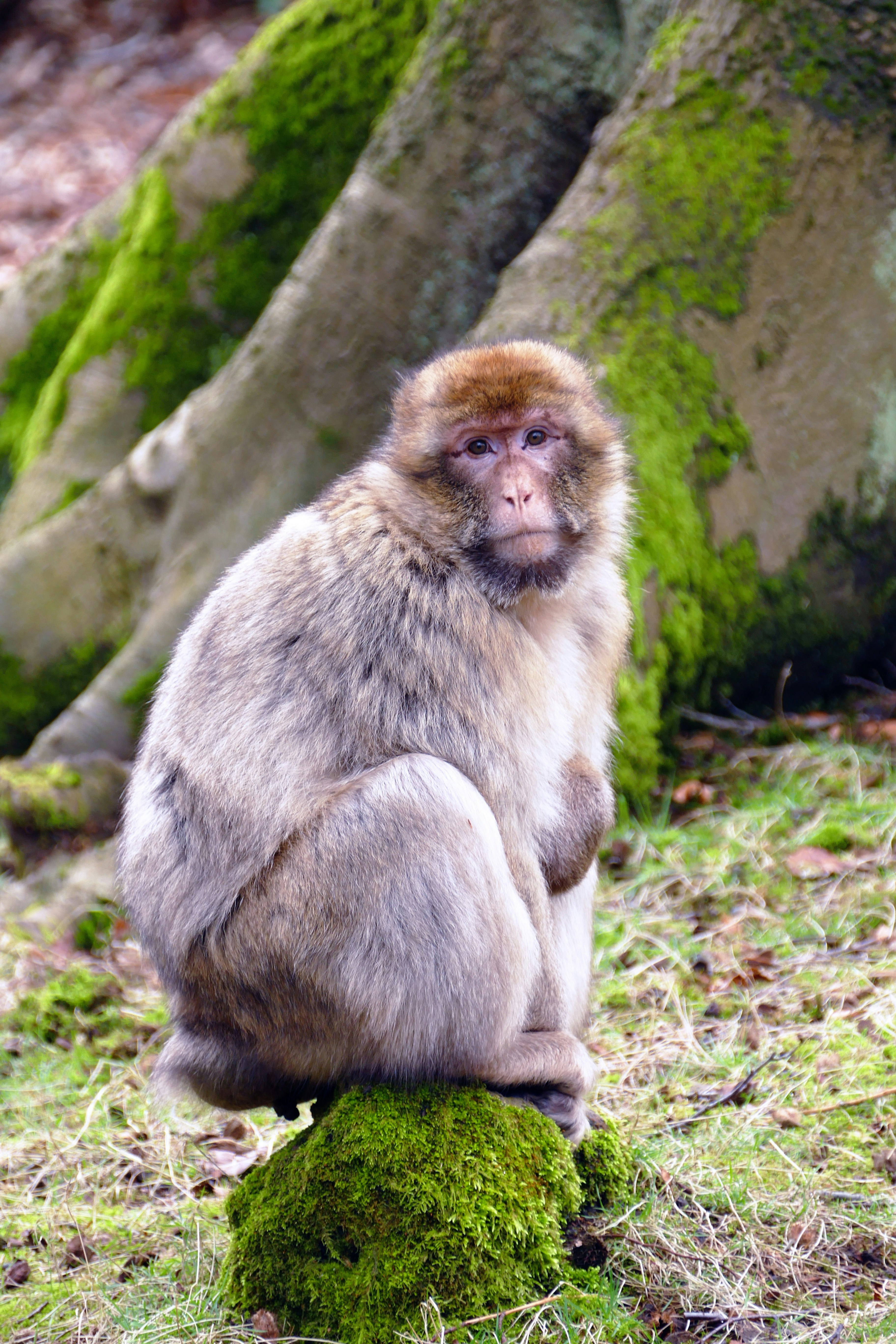 A monkey sitting on top of a moss covered rock photo – Free Monkey ...