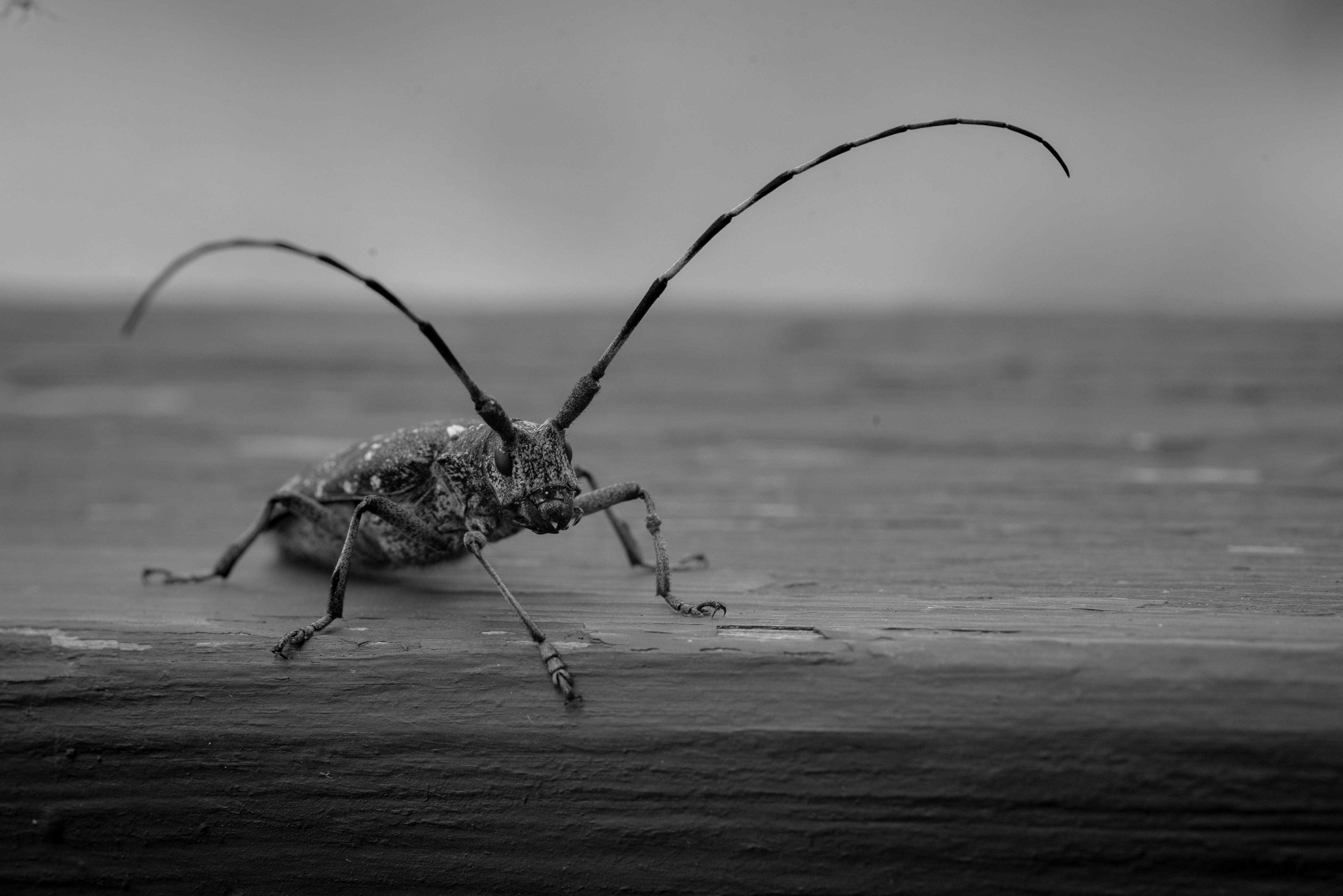 Antennae on a Weathered Stage: Macro portrait of a longhorn beetle