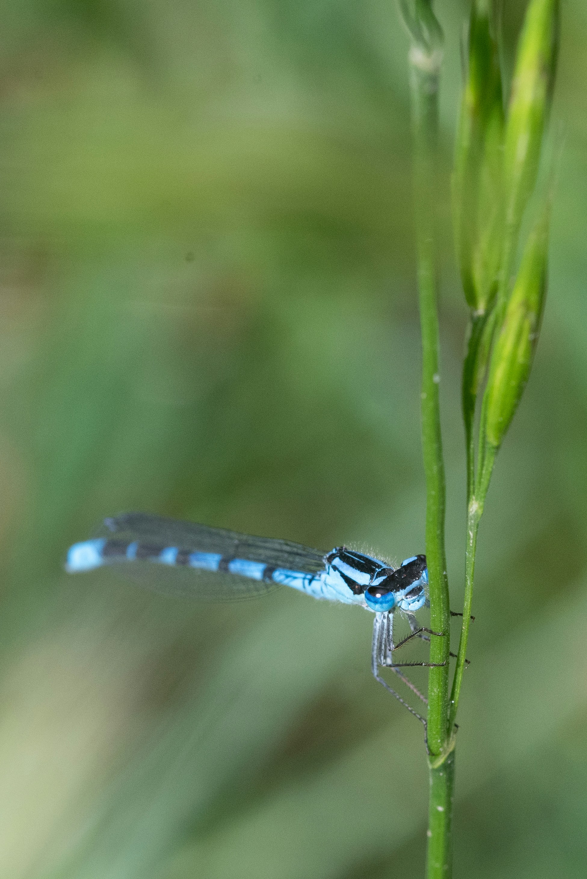 A blue and black insect sitting on top of a green plant photo – Free ...