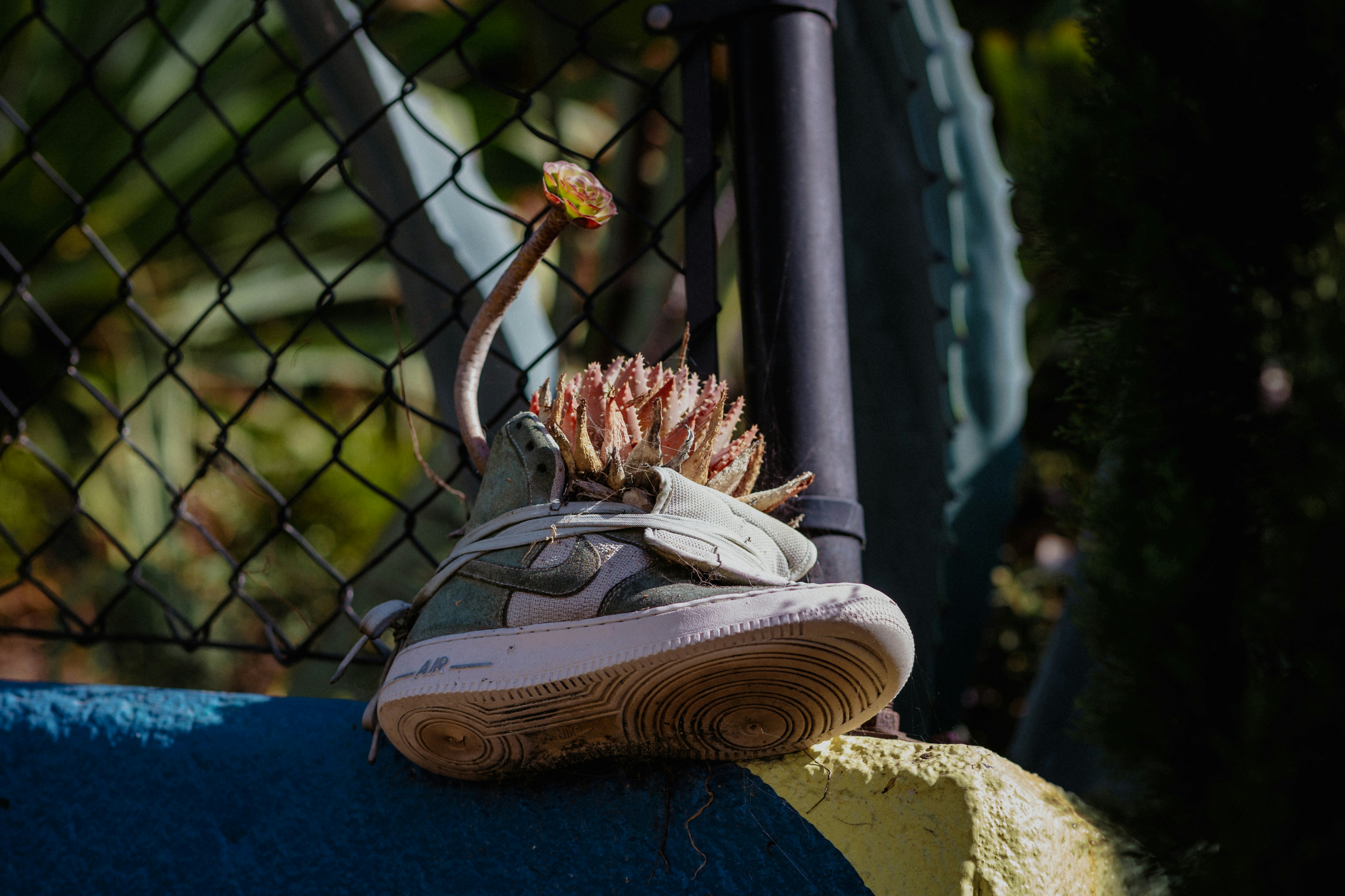 Sprout on Sole: A Tiny Green Reclaims a Quiet Corner