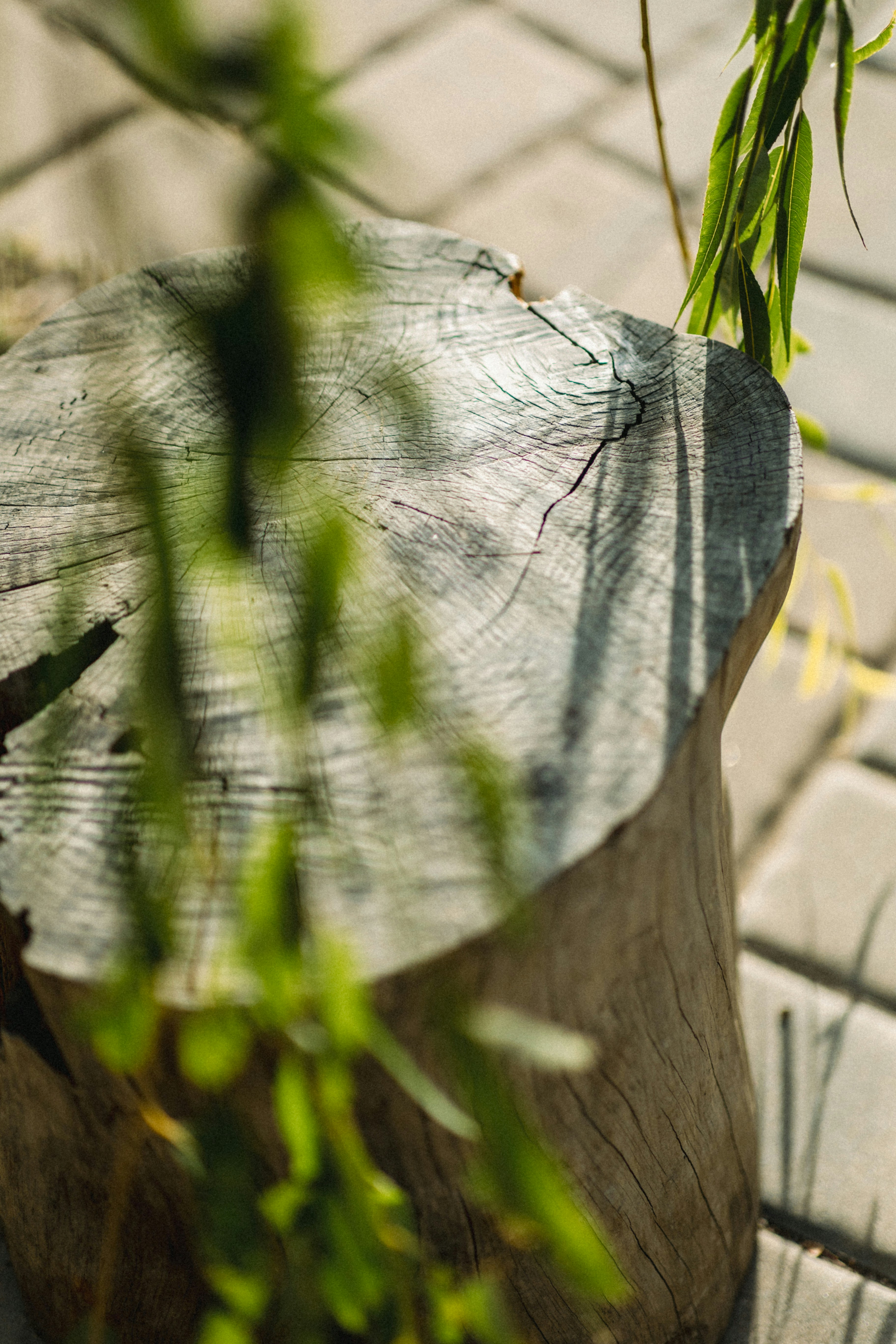 Weathered Bench Segment: A Sun-Kissed Log Surrounded by slender greenery