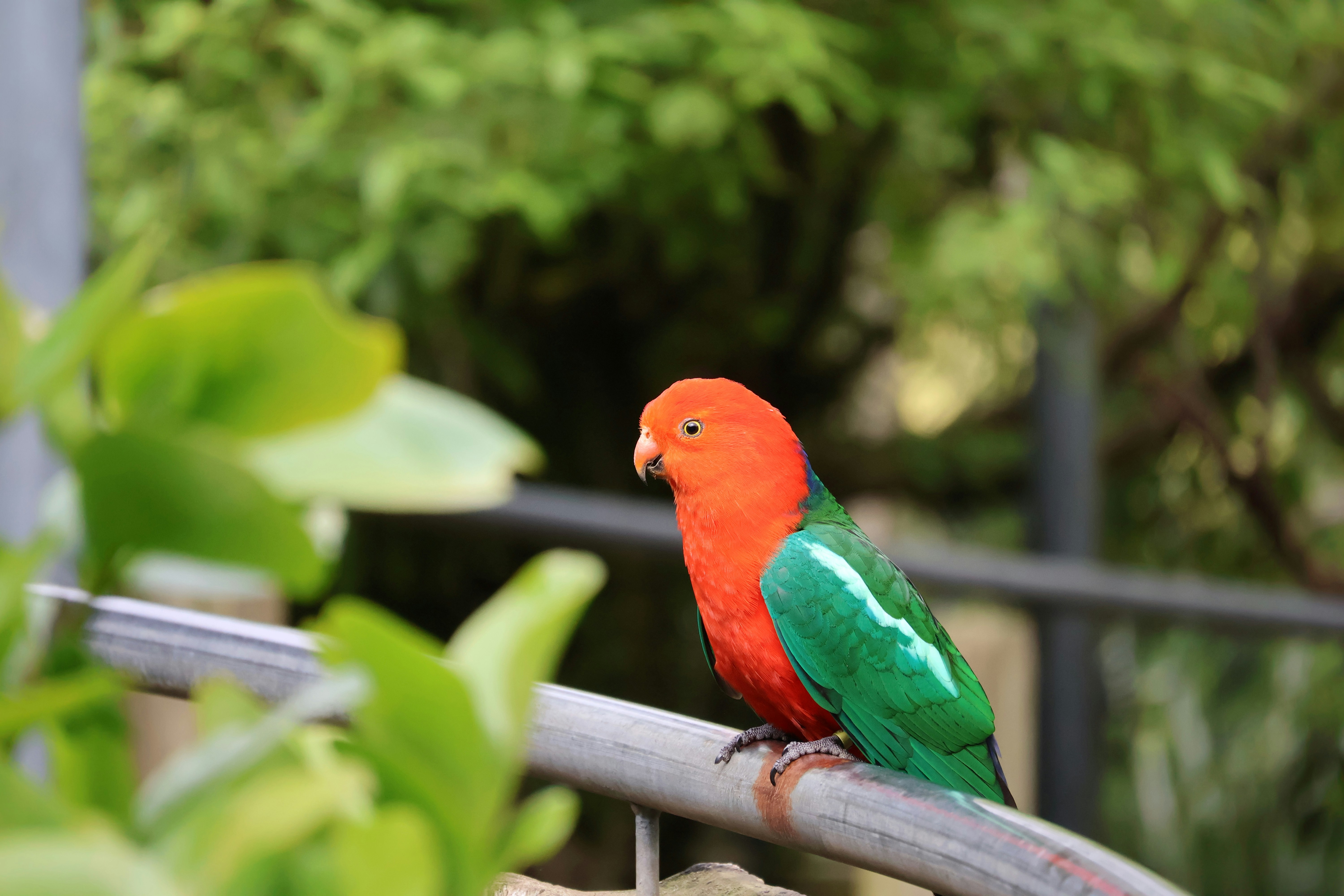 Scarlet Parrot on a Metal Rail: a Burst of Green in a Quiet Garden