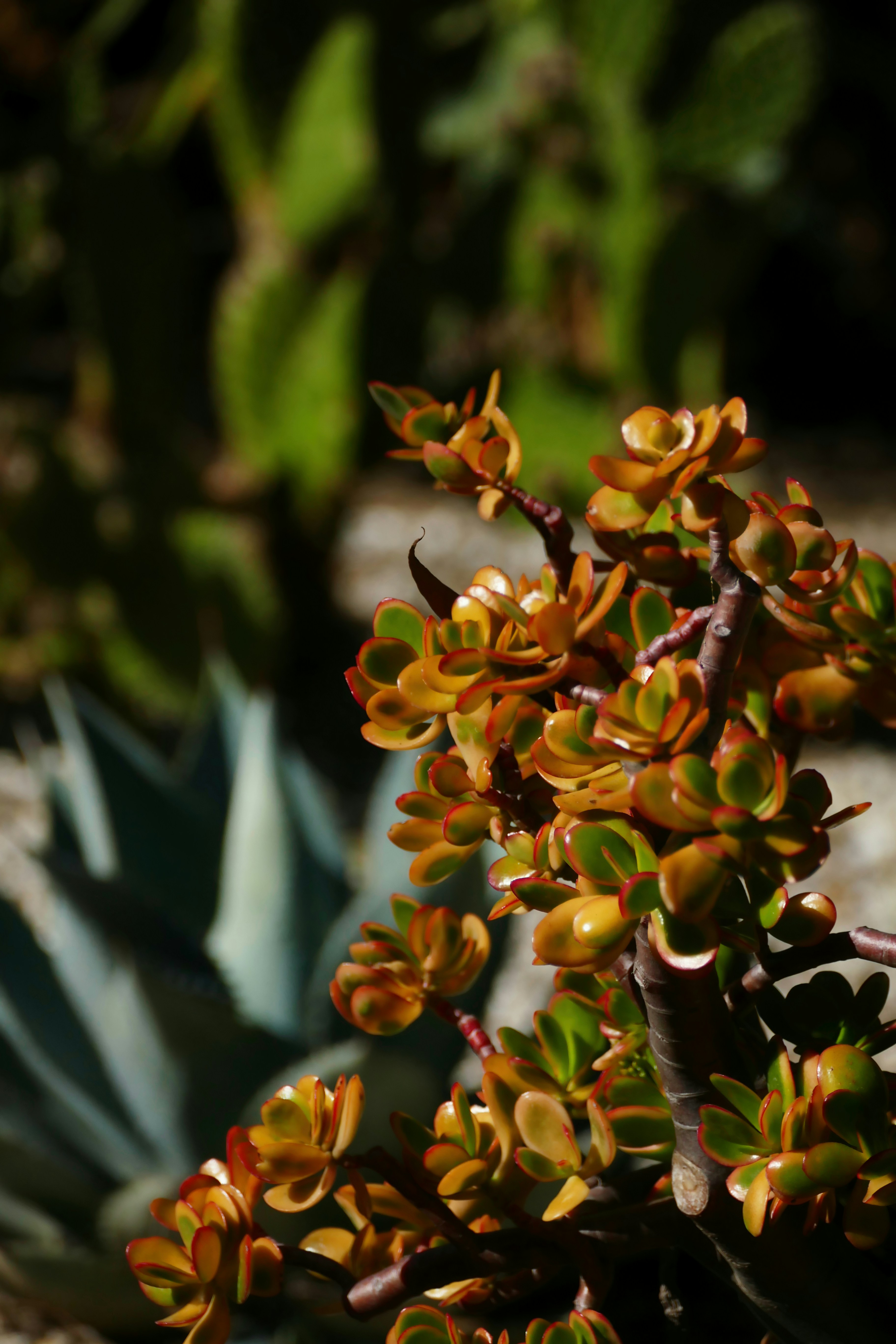 Amber-Tinted Succulents in Dappled Light