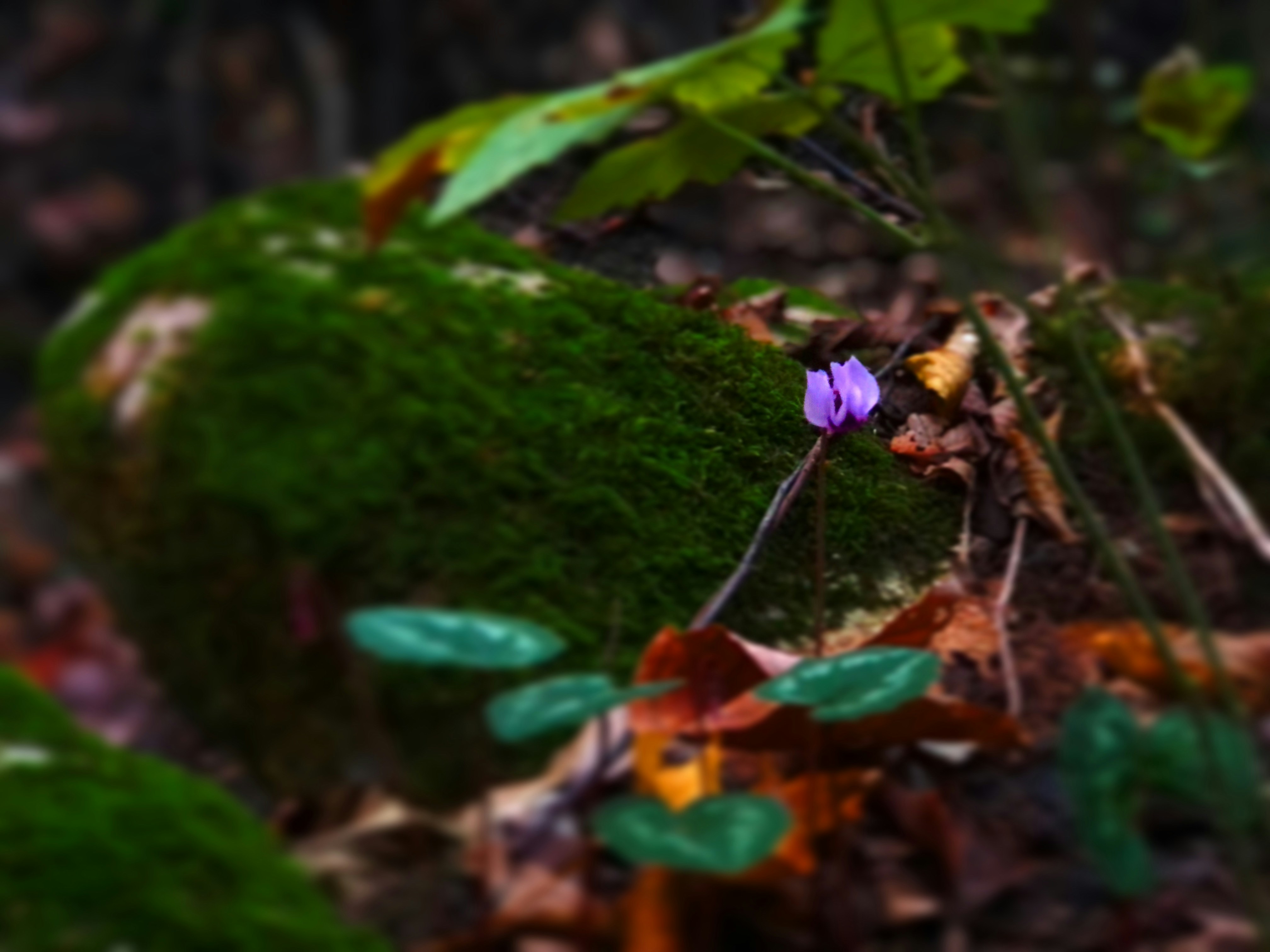 Une petite fleur violette assise au sommet d’une forêt verdoyante photo ...