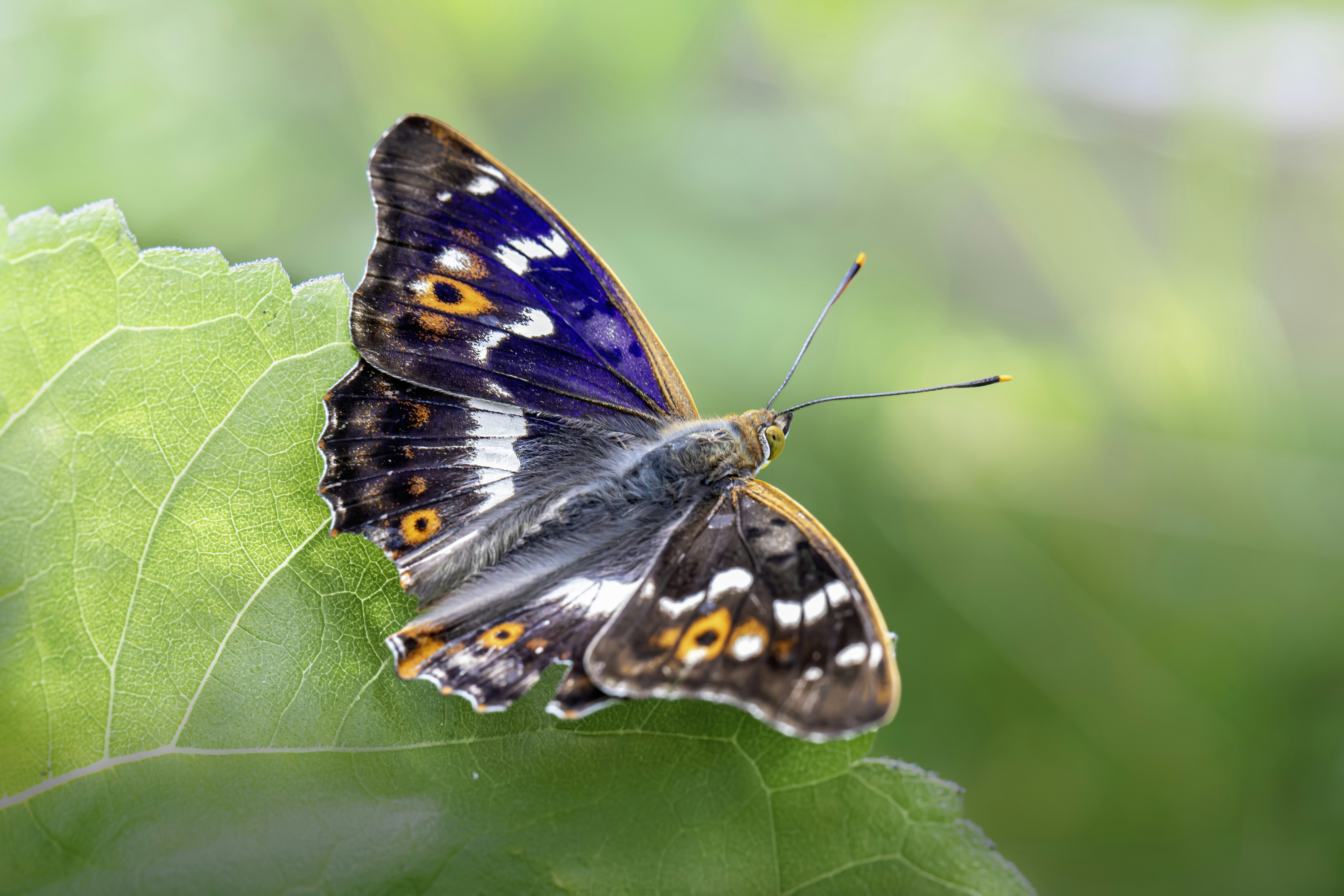 A close up of a butterfly on a leaf photo – Free Animal Image on Unsplash