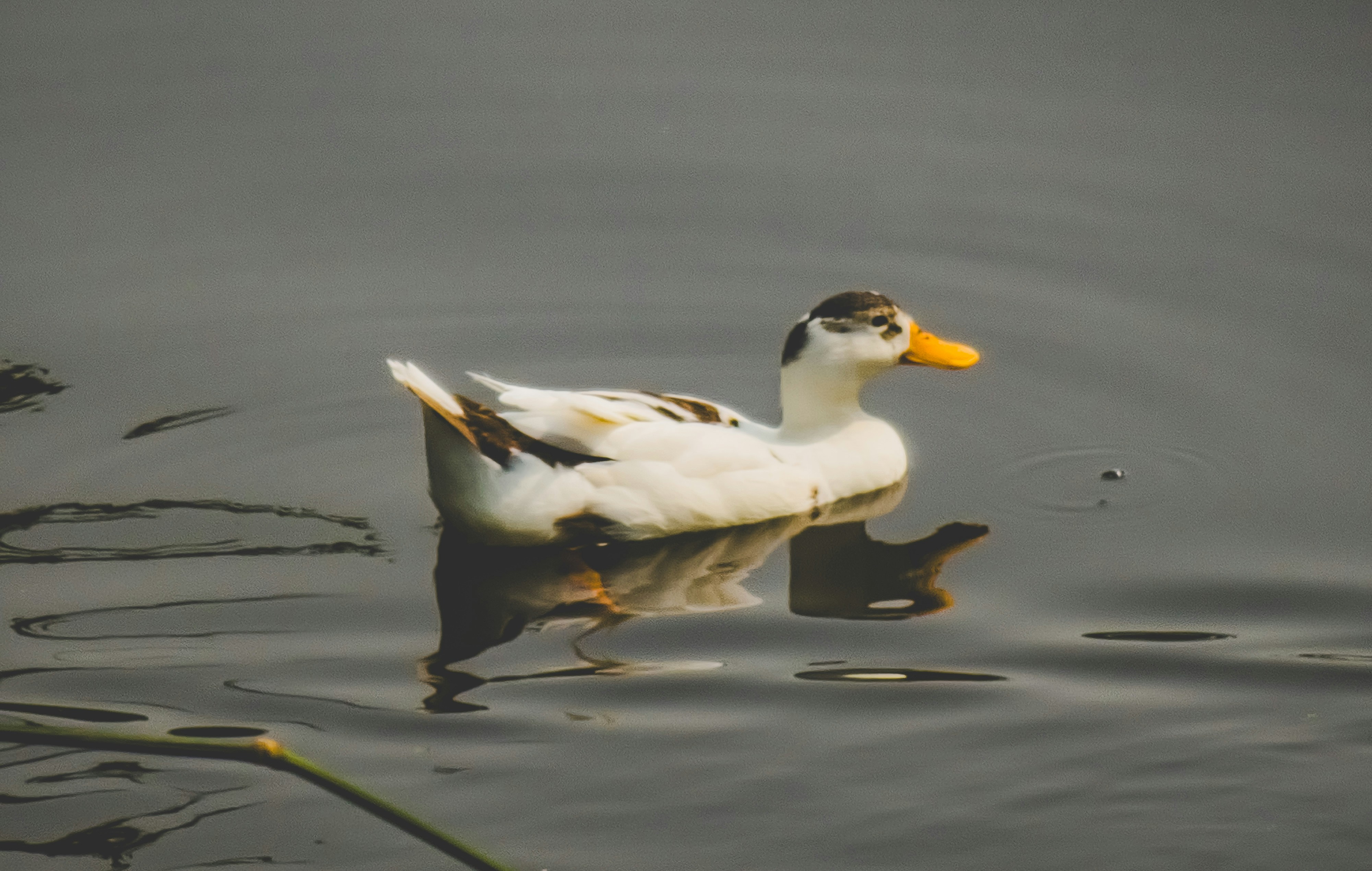 Gliding White Duck on a Quiet, Mirror-Like Pond
