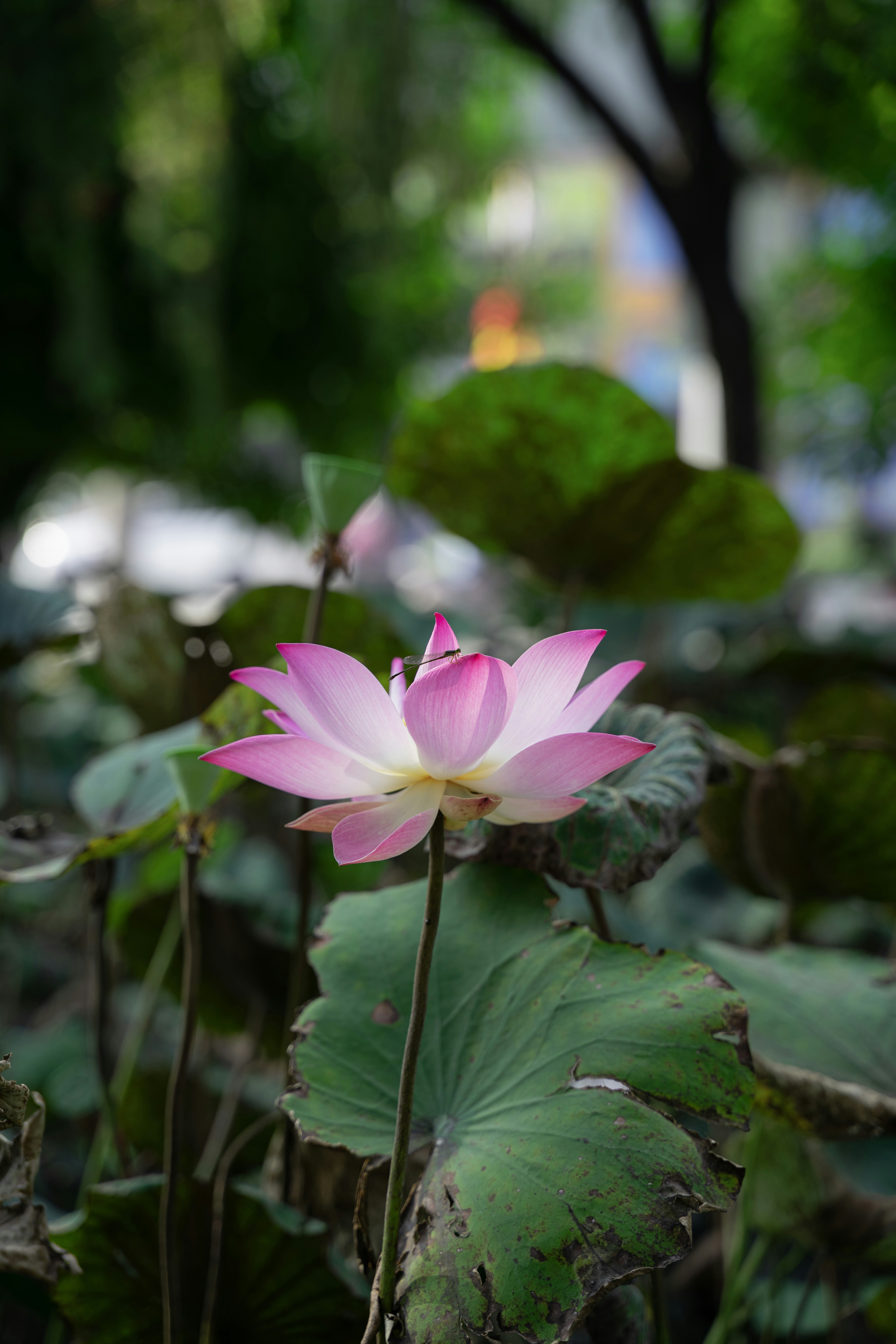 Petals in Quiet Light: A Pink Lotus Surrounded by Velvet Green