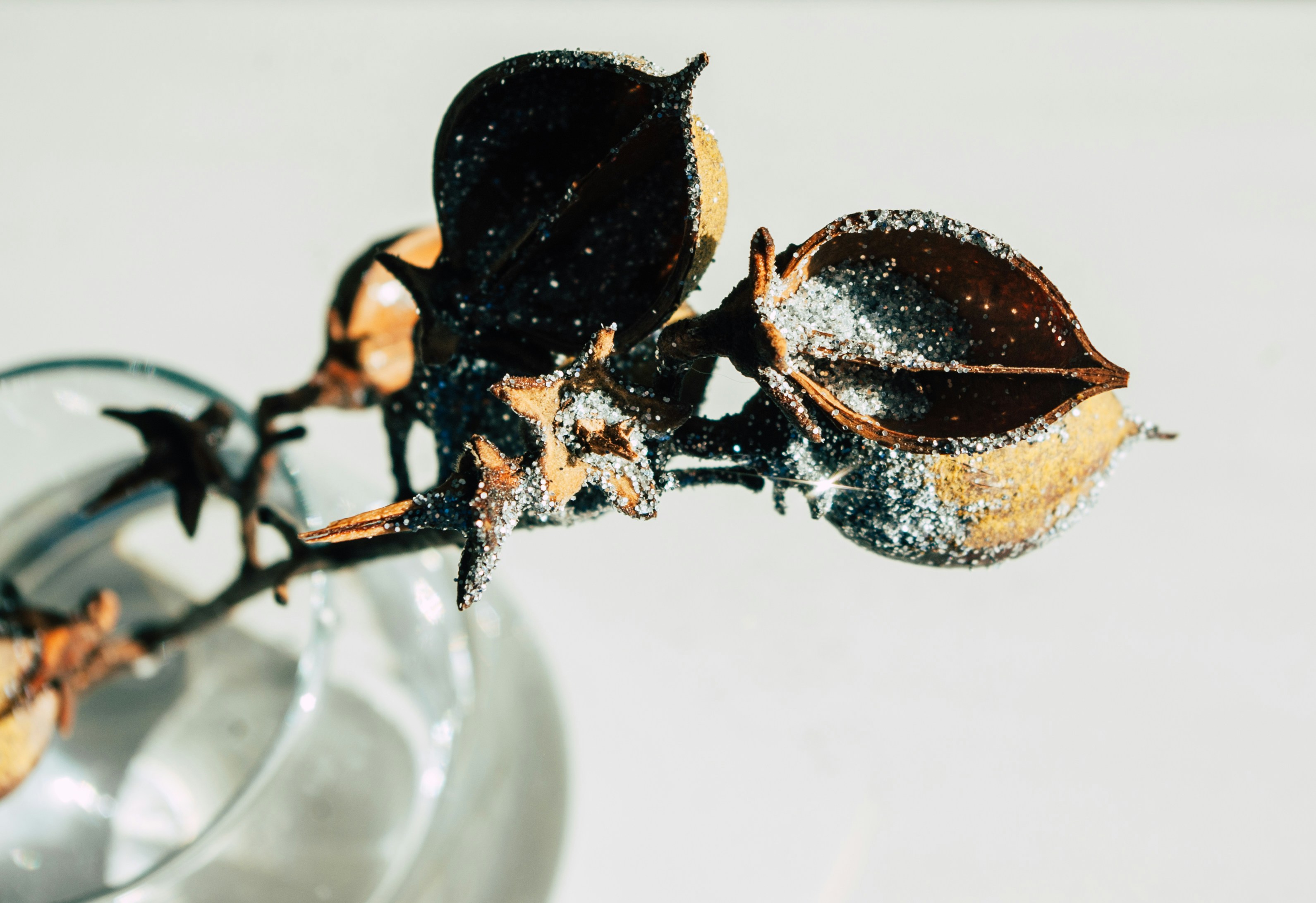 Frost-kissed leaves hover above a glass vase in a stark white composition
