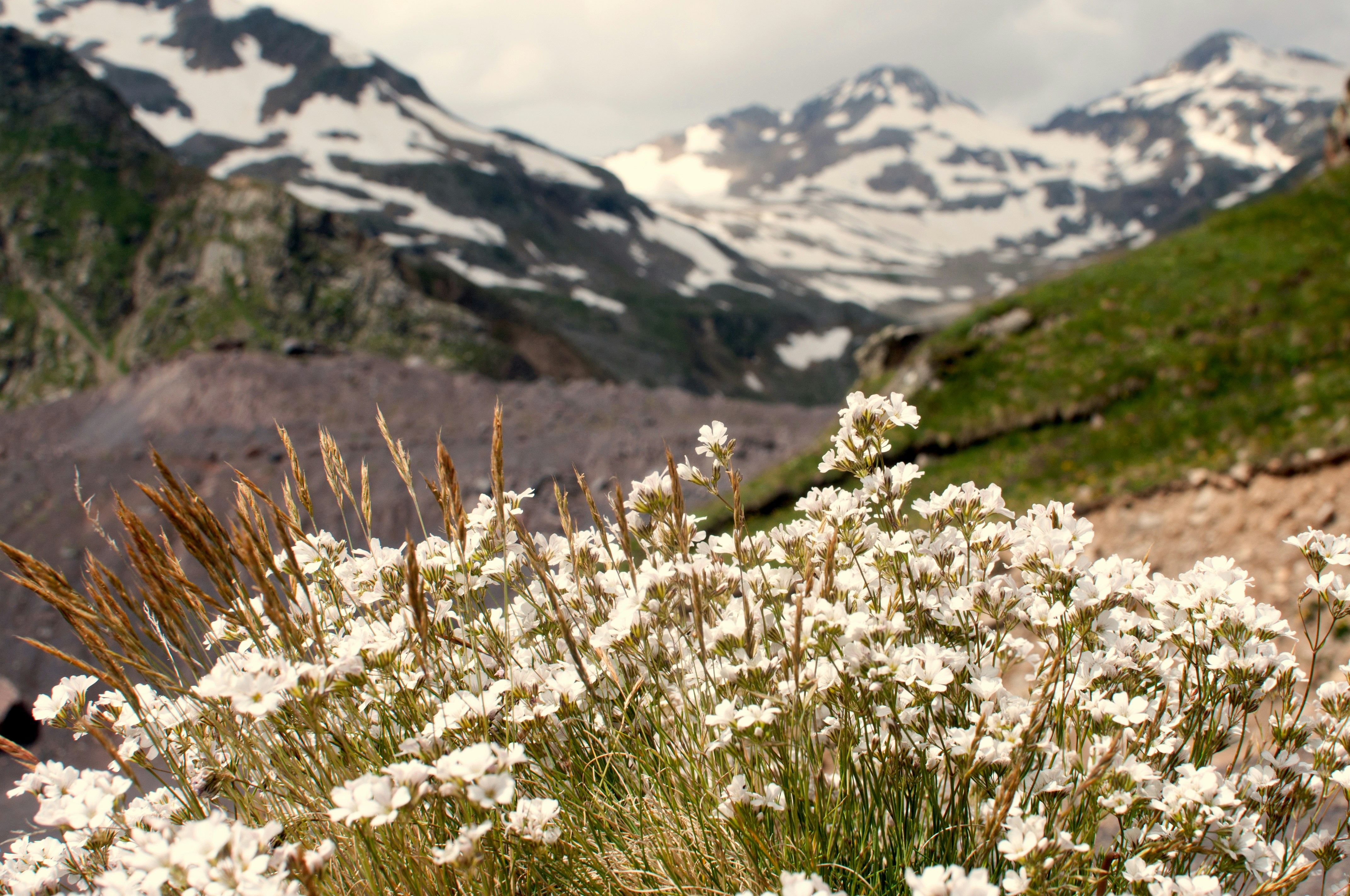 Alpine Meadow Bloom: White Flowers Framing Snowy Peaks