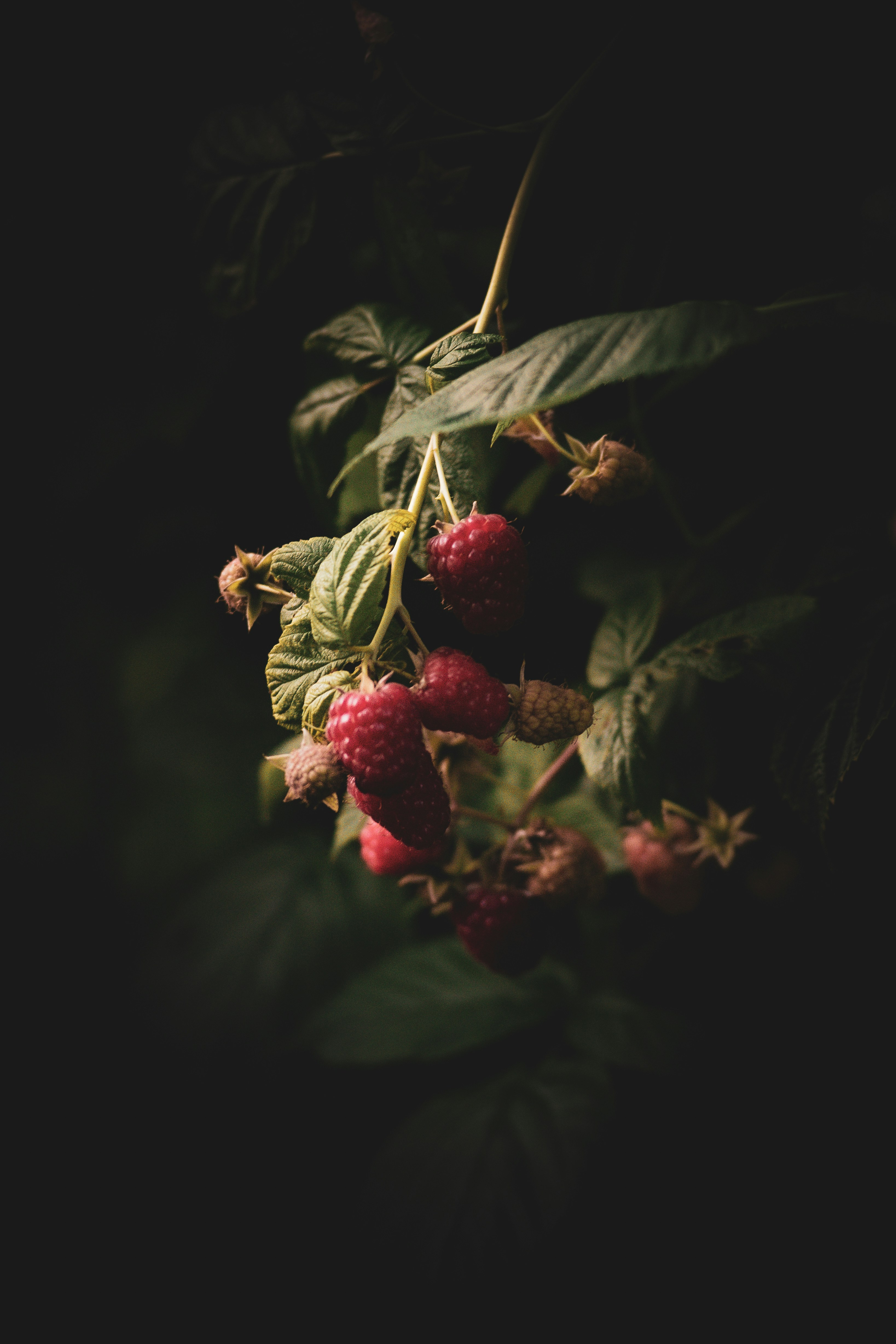 A bunch of raspberries hanging from a tree photo – Free Food Image on ...