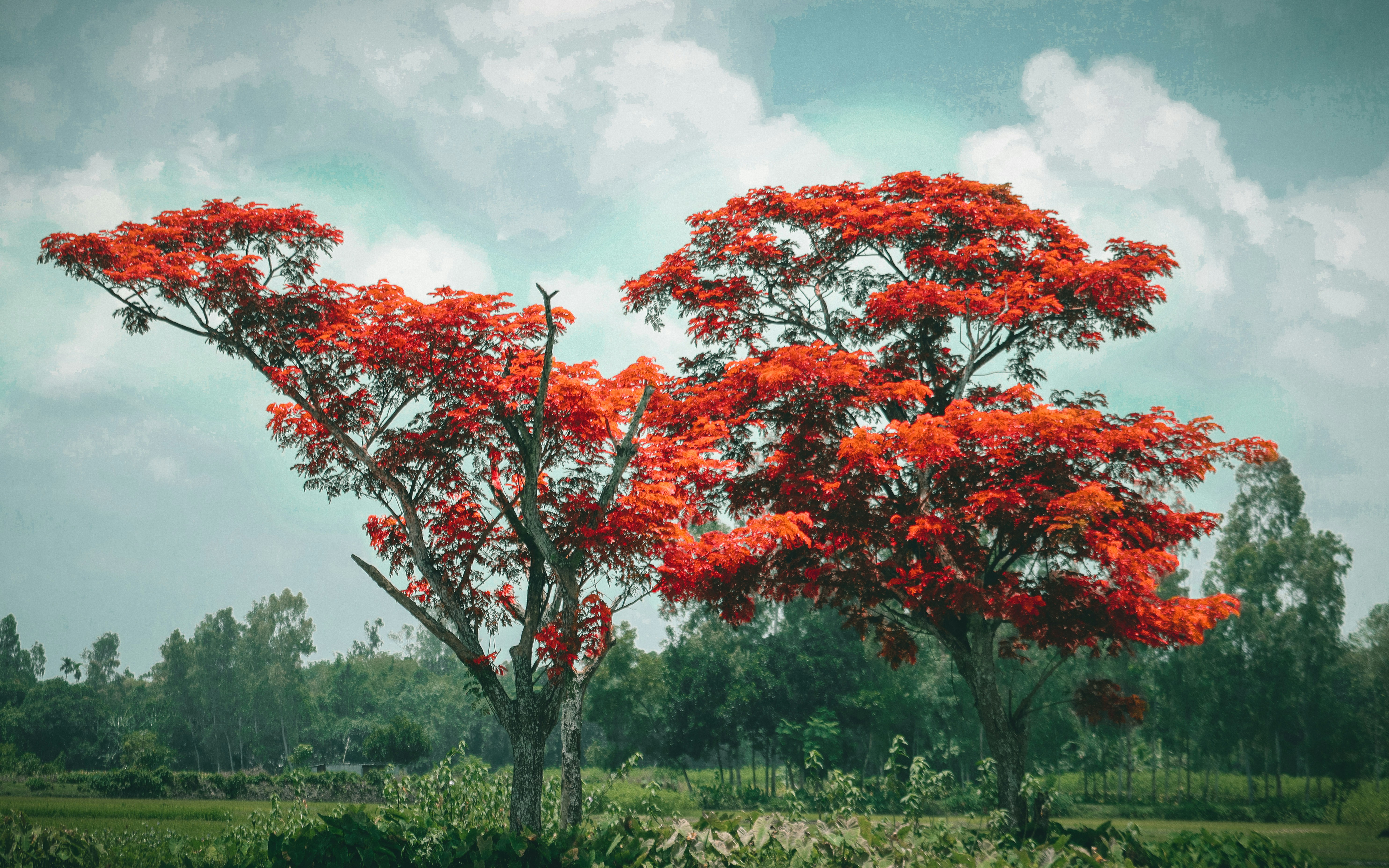 A couple of trees that are in the grass photo – Free Tangail Image on ...