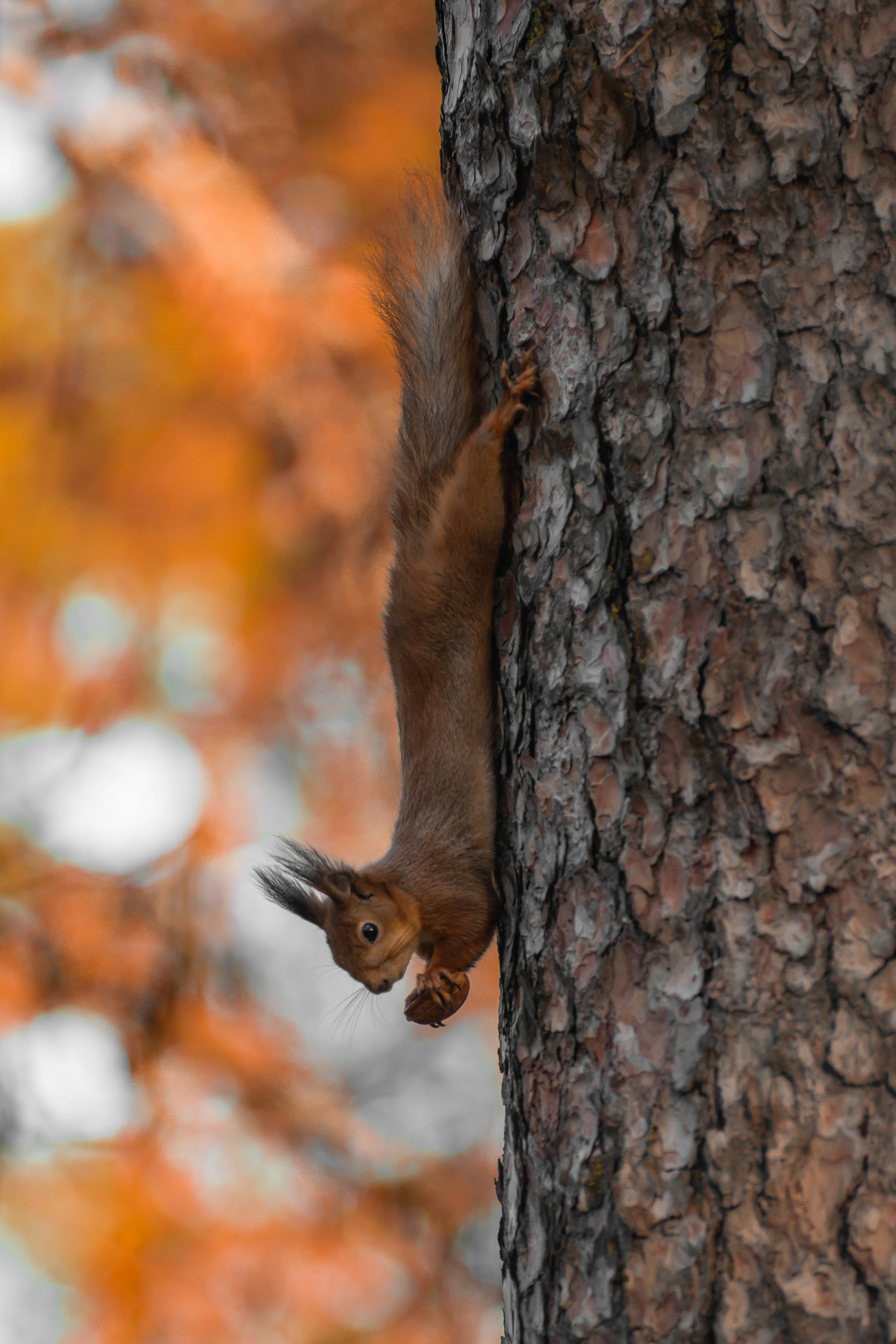 Squirrel Clings to Bark: Autumn Moment on a Cedar Trunk