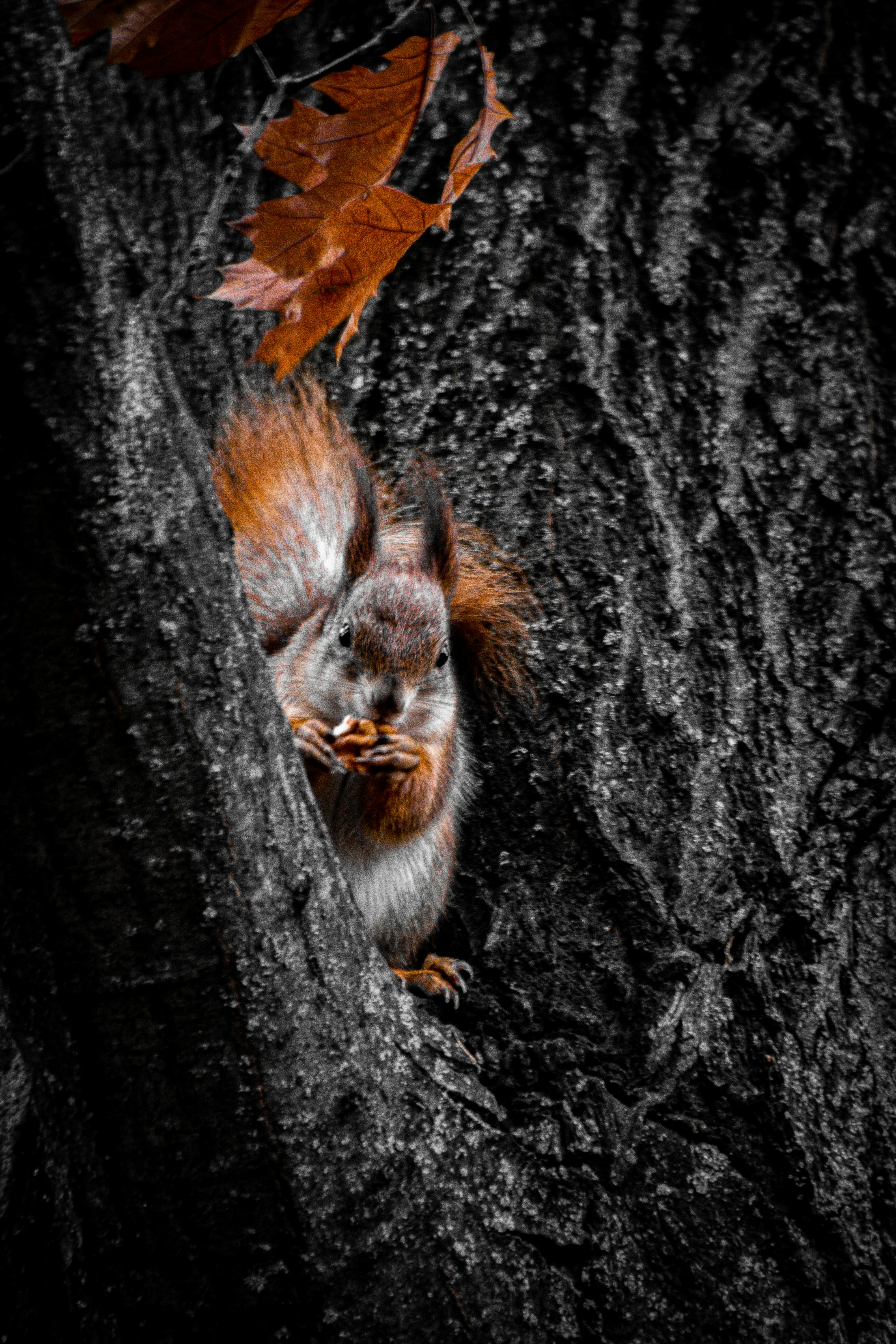 Squirrel in a Valued Nook: Autumn Chestnut Snack Amid Bark Texture