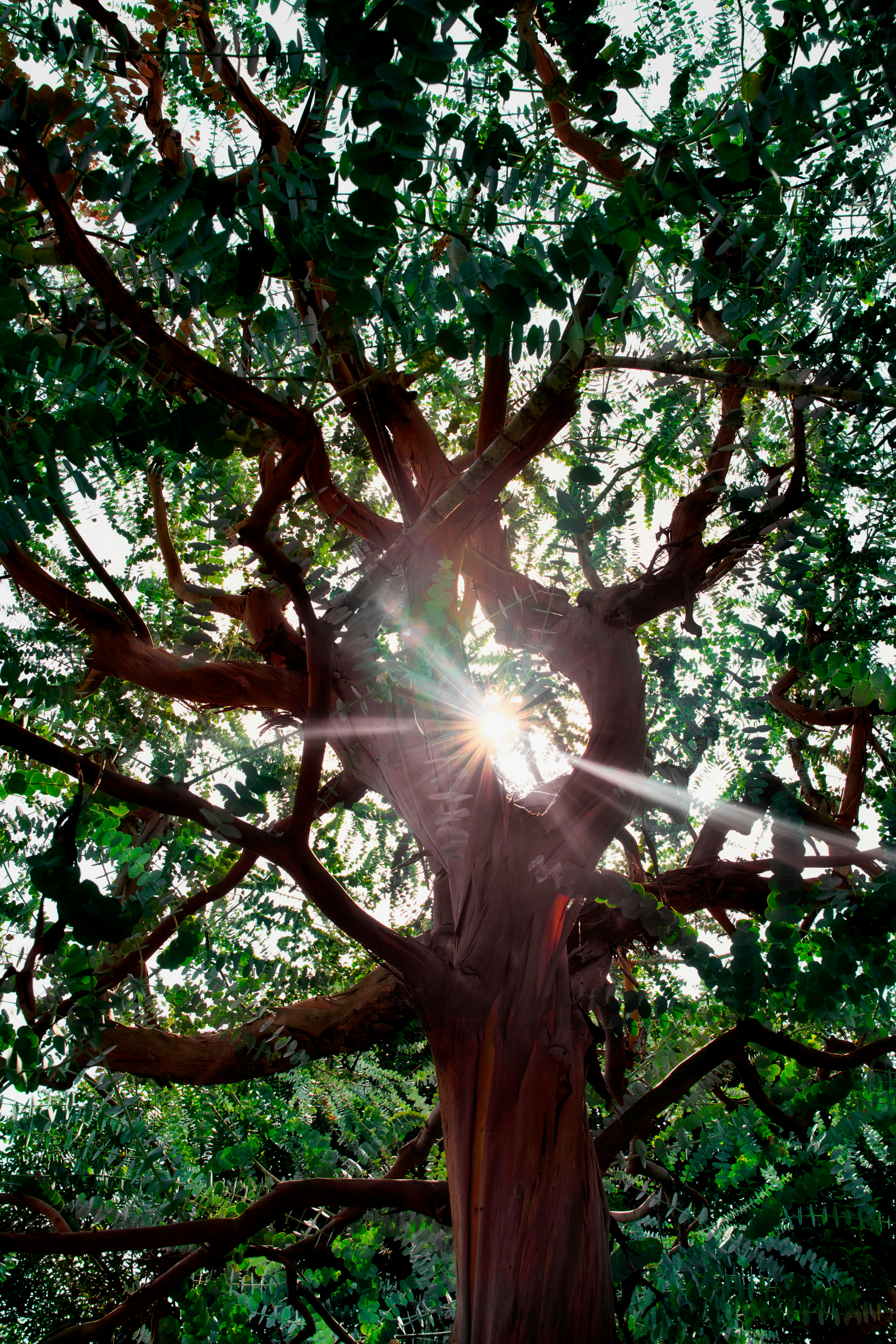 Sunstar in the Canopy: Light Pierces the Heart of an Ancient Tree