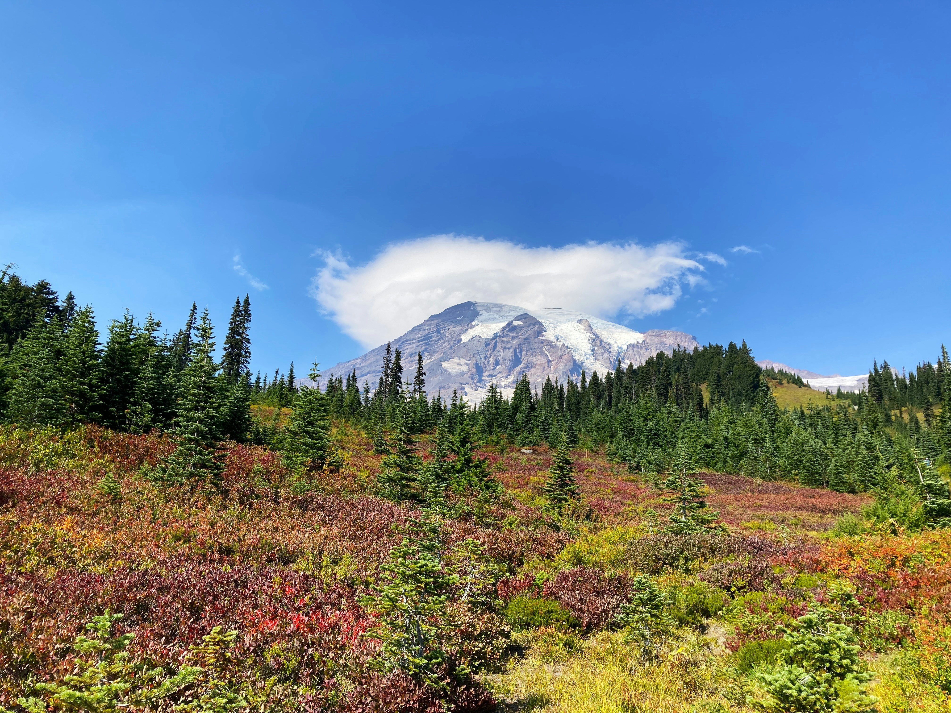 Snow-Crowned Summit Over a Tapestry of Alpine Wildflowers